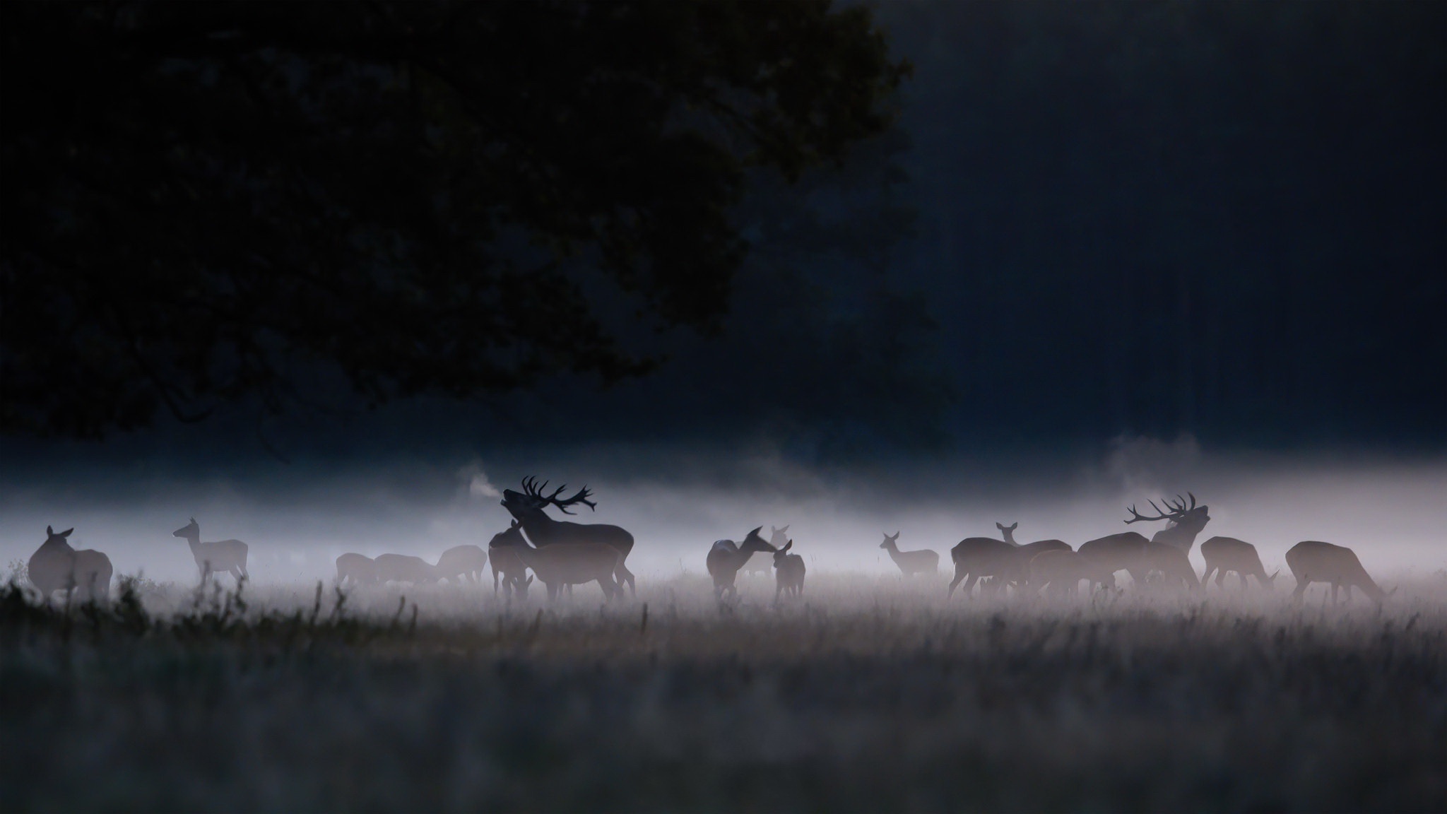 Download Fog Animal Deer HD Wallpaper by Anke Kneifel