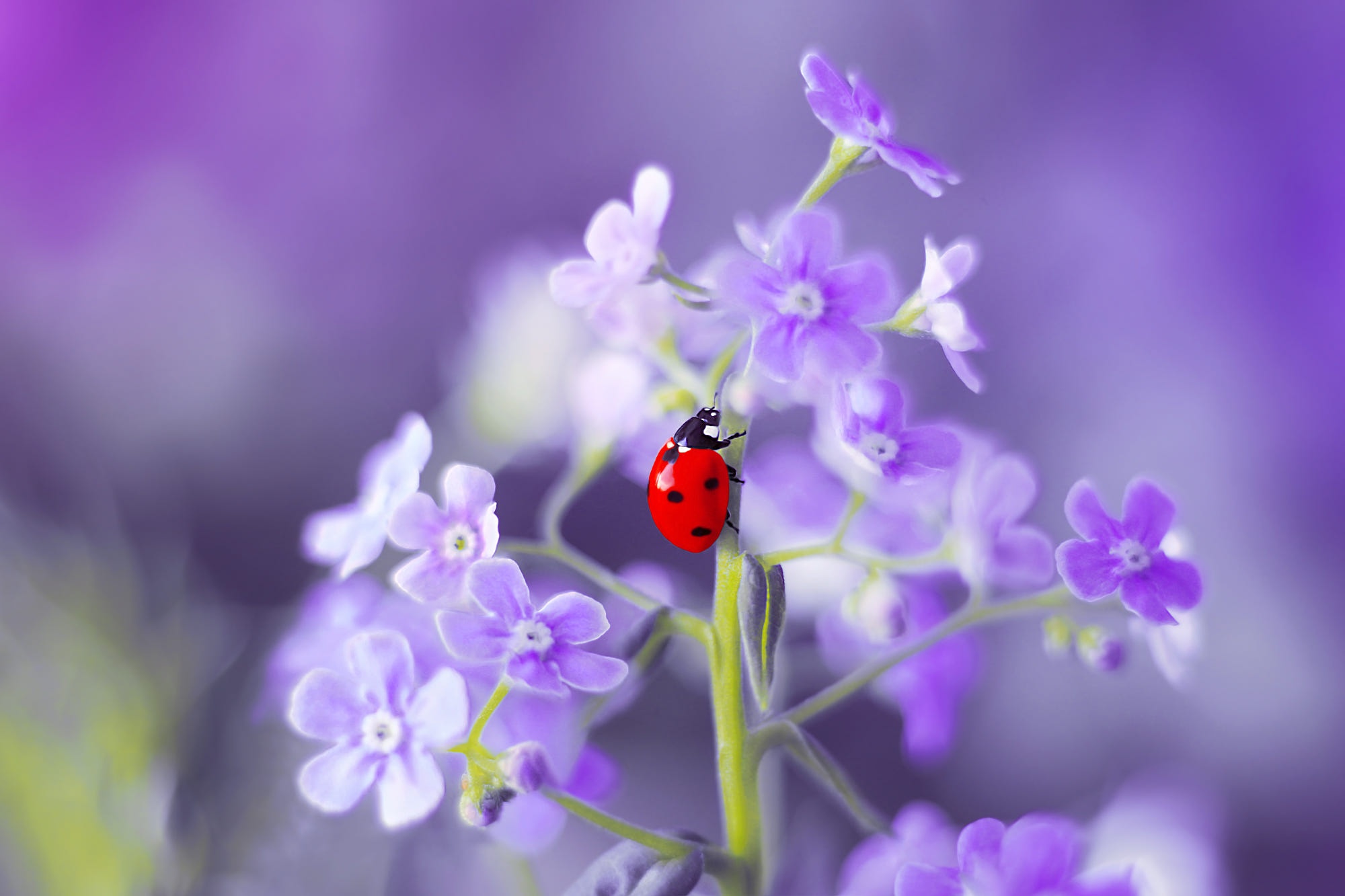 Download Forget-me-not Insect Macro Flower Animal Ladybug HD Wallpaper
