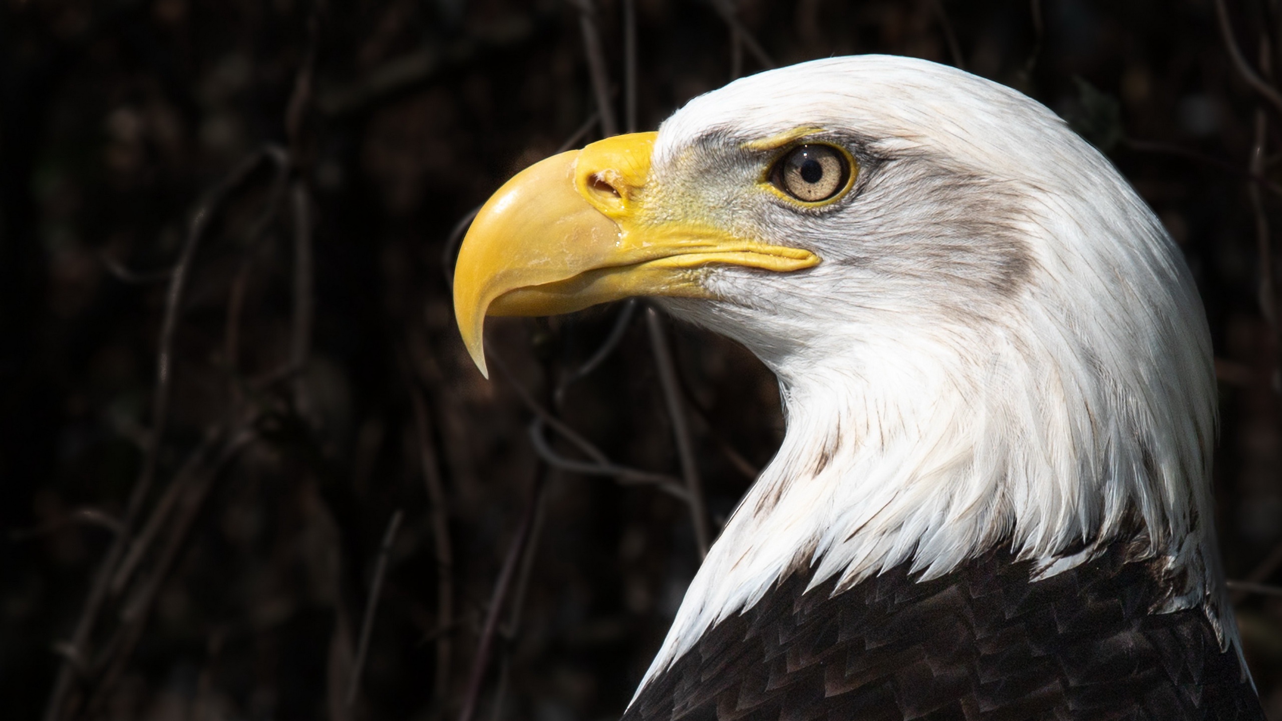 Download Eagle Bird Animal Bald Eagle HD Wallpaper