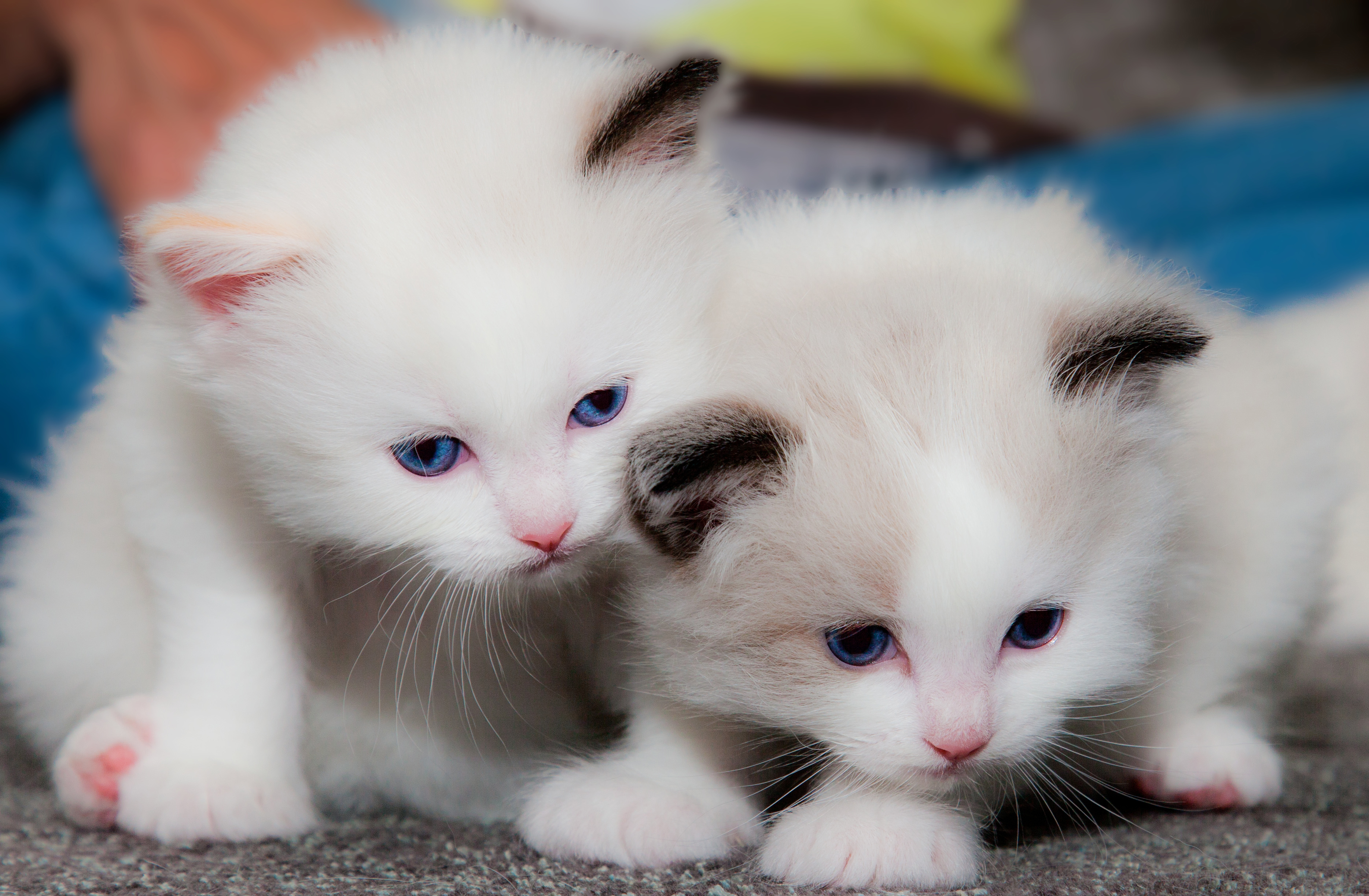 Small Cat Hd Wallpaper Free Customizable Cat Phone Wallpaper Templates