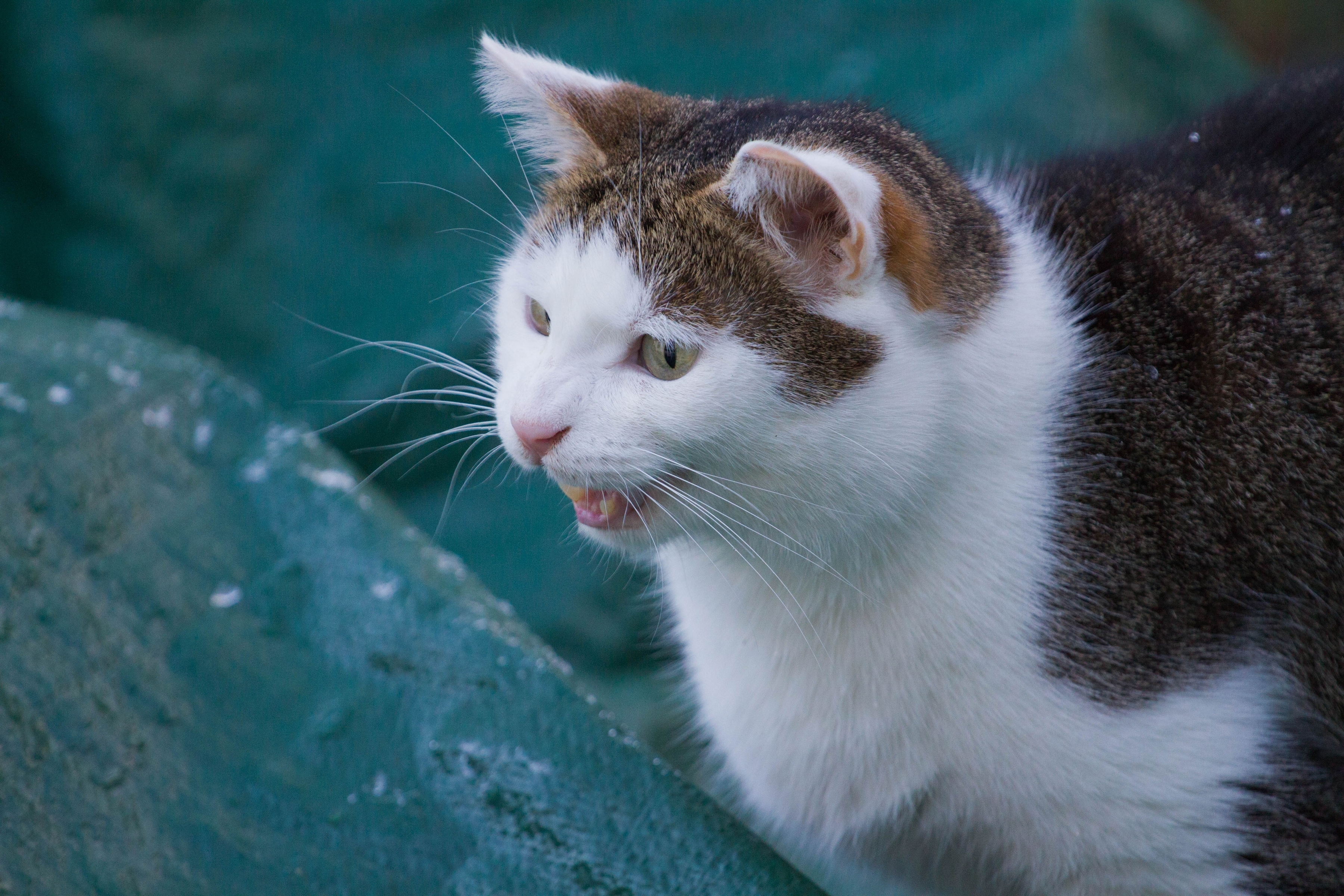 Download Muzzle Animal Cat HD Wallpaper