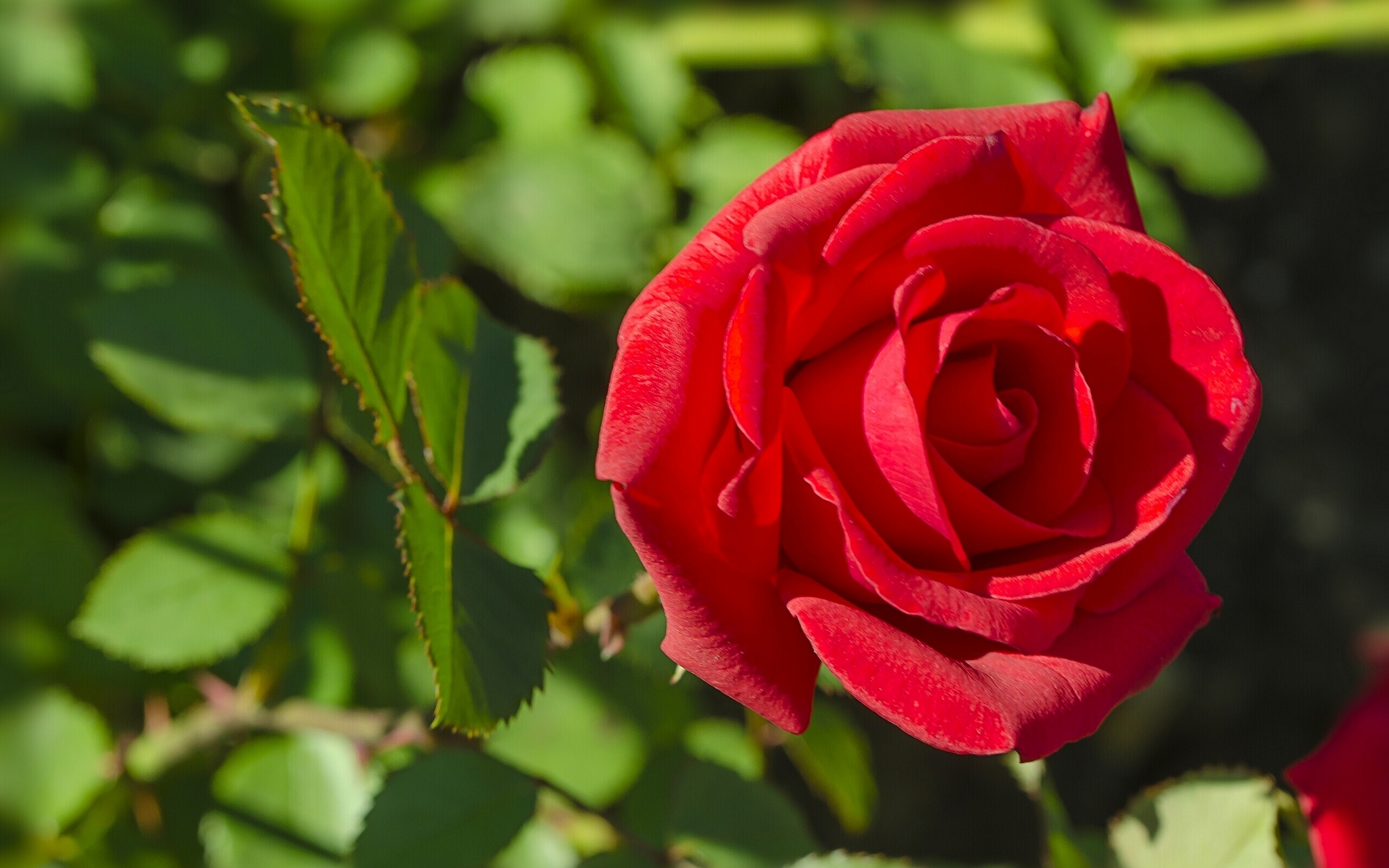 Download Red Rose Petal Macro Nature Rose HD Wallpaper