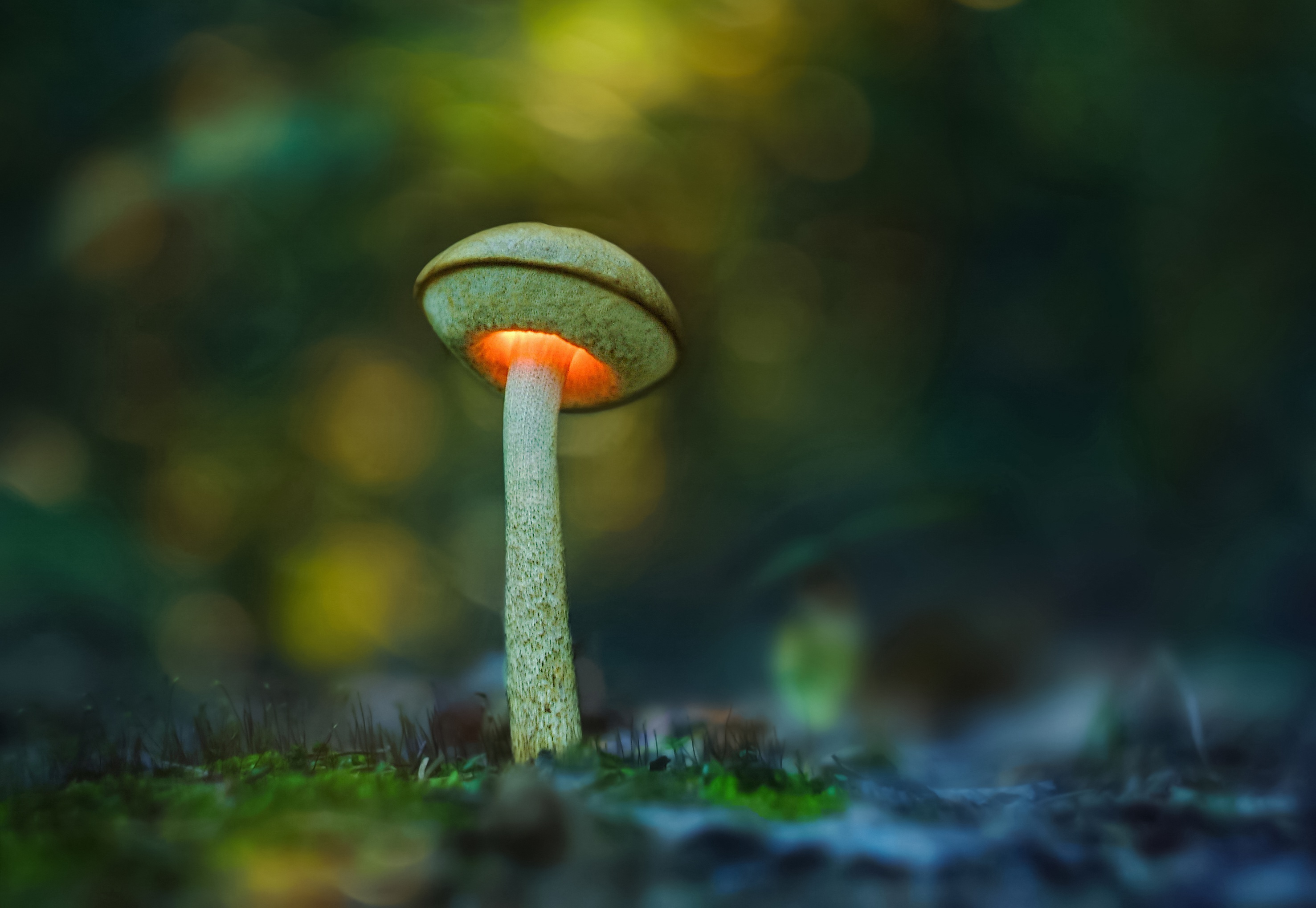 Download Macro Nature Mushroom HD Wallpaper
