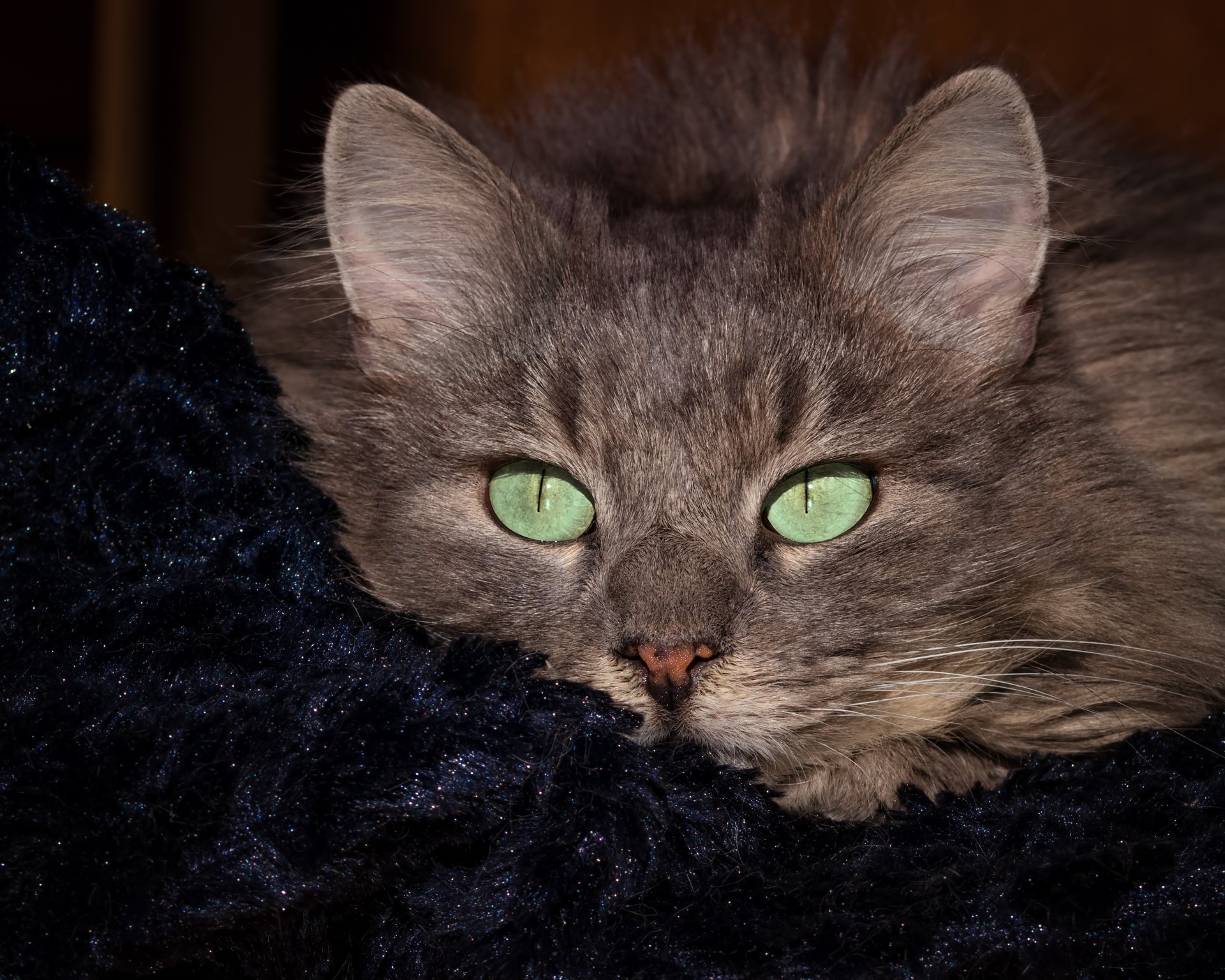 Download Stare Animal Cat 4k Ultra HD Wallpaper