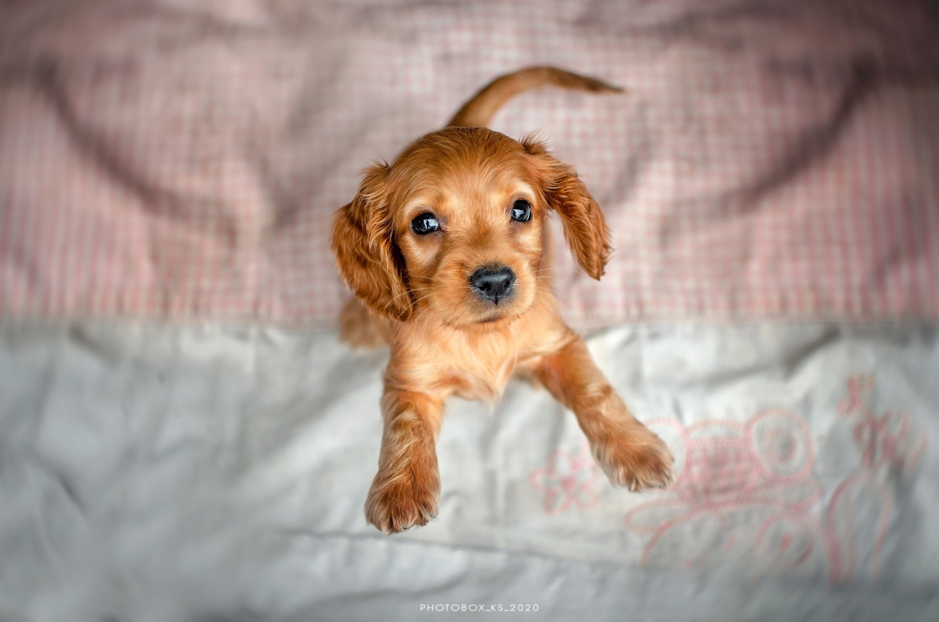 Download Puppy Baby Animal Dog Animal Cocker Spaniel HD Wallpaper