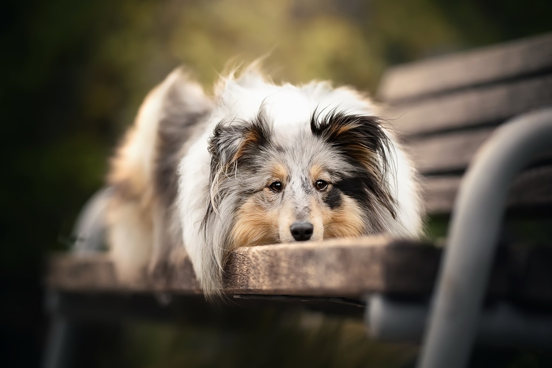 Shetland Sheepdog Puppies Wallpaper