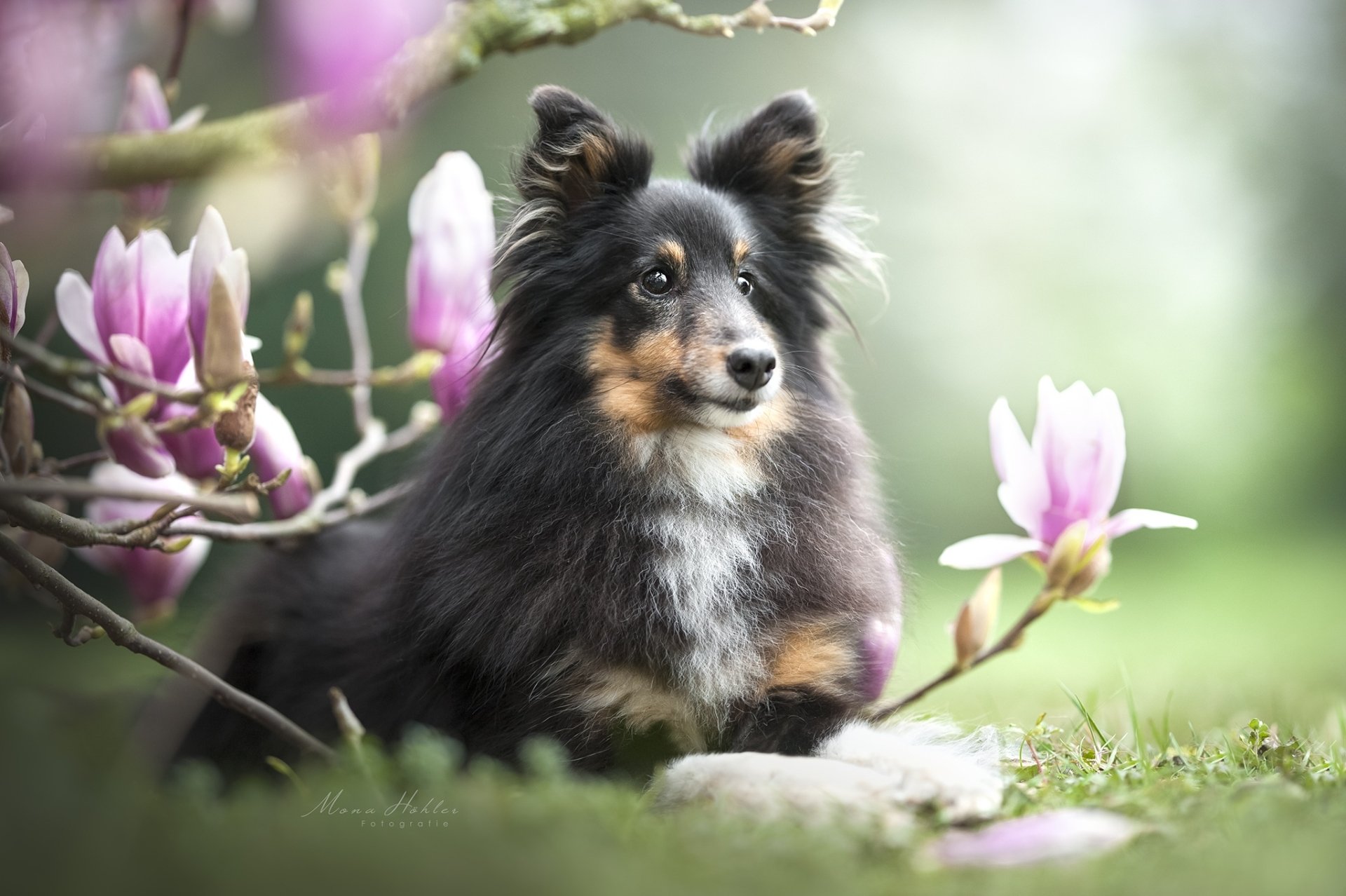 Download Dog Animal Shetland Sheepdog HD Wallpaper
