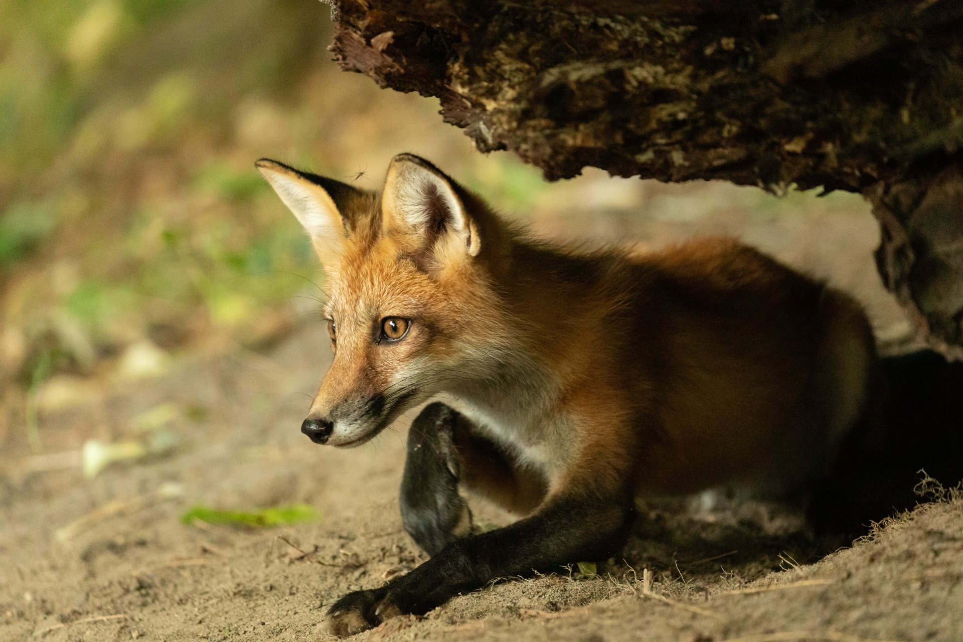 4K Ultra HD Fox in Natural Habitat Wallpaper