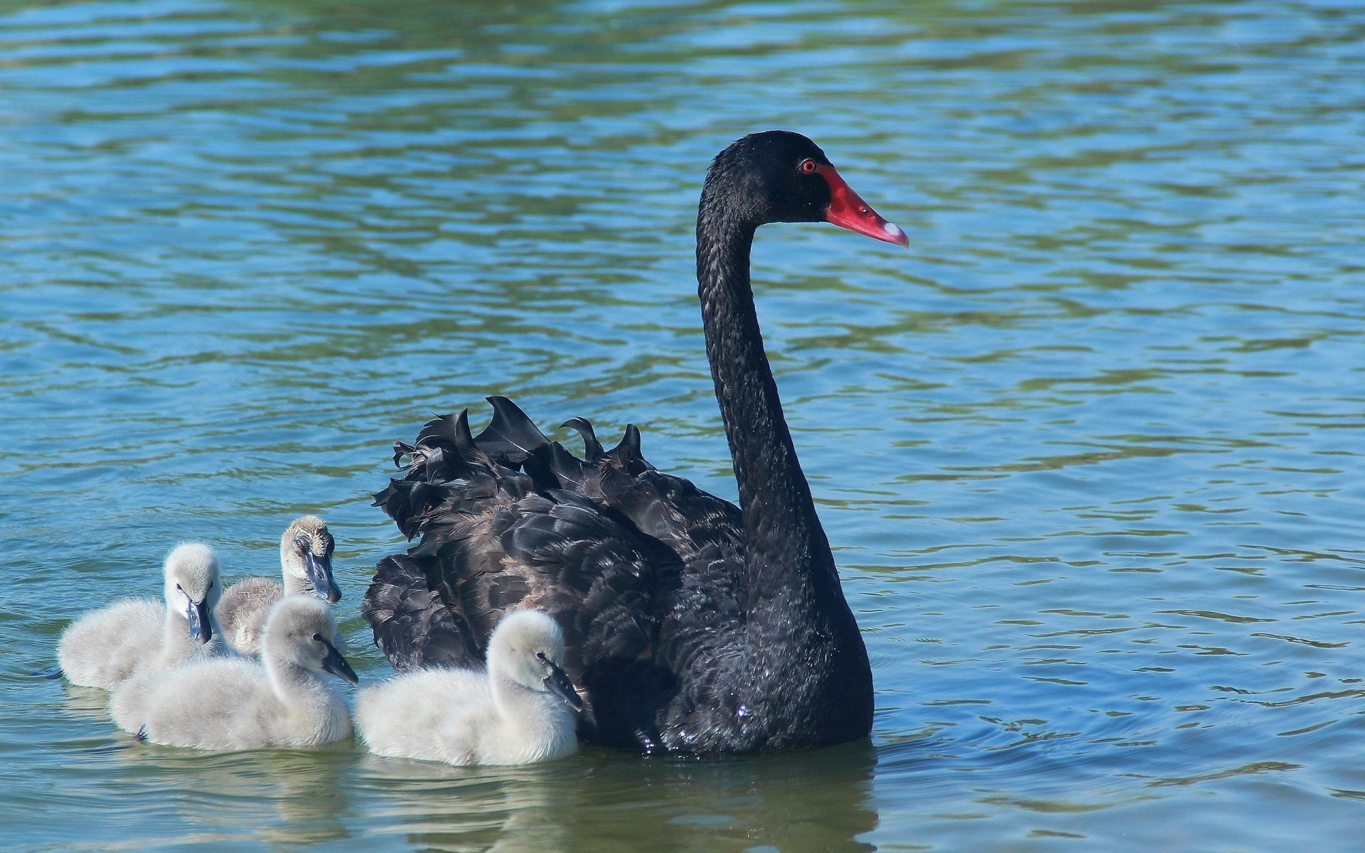 Download Swan Bird Chick Animal Black Swan HD Wallpaper