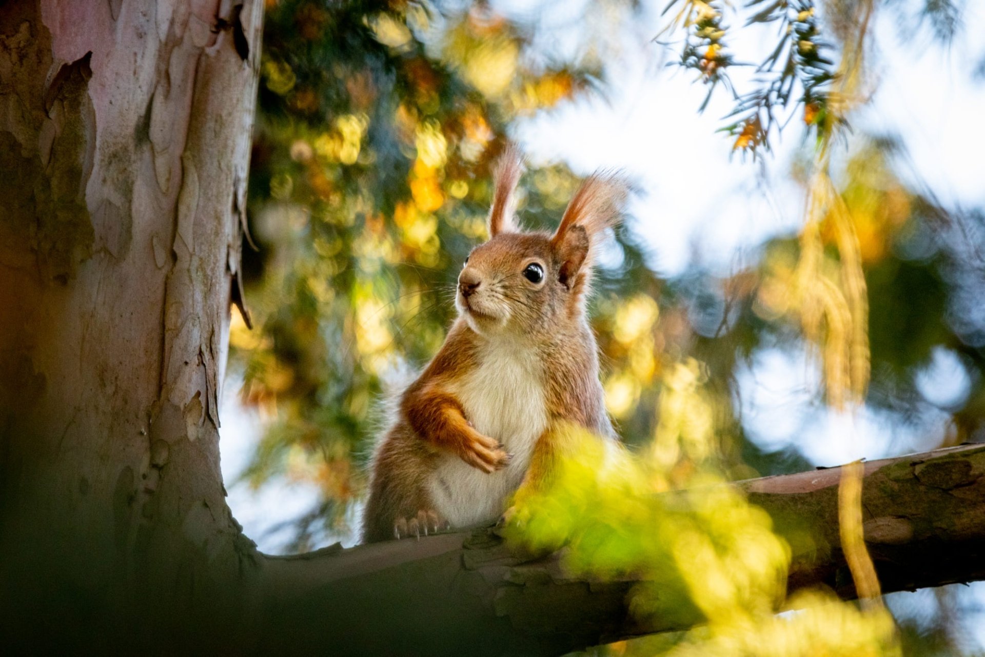 Download Rodent Animal Squirrel HD Wallpaper