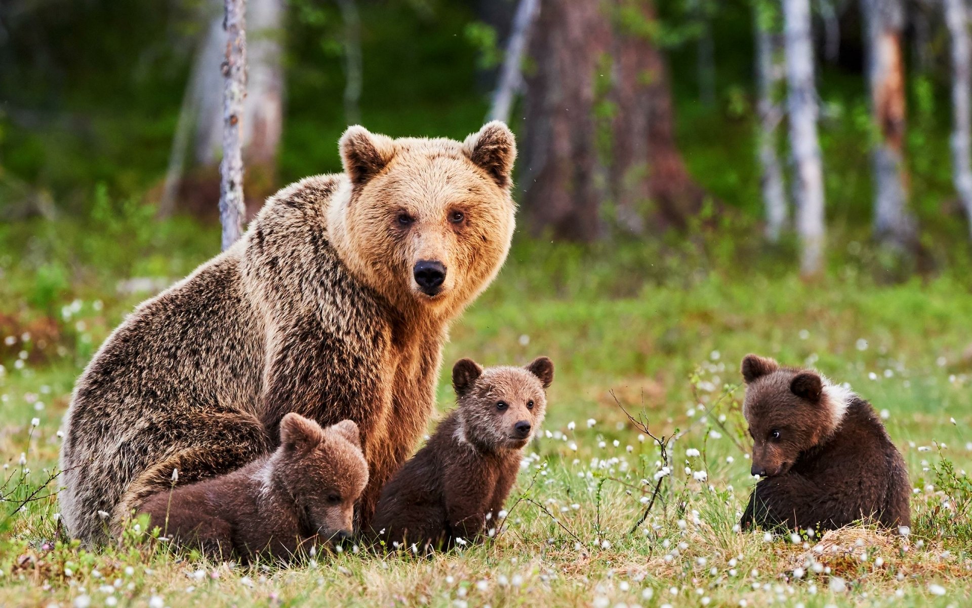 Download Baby Animal Cub Animal Bear HD Wallpaper by LuCaAr