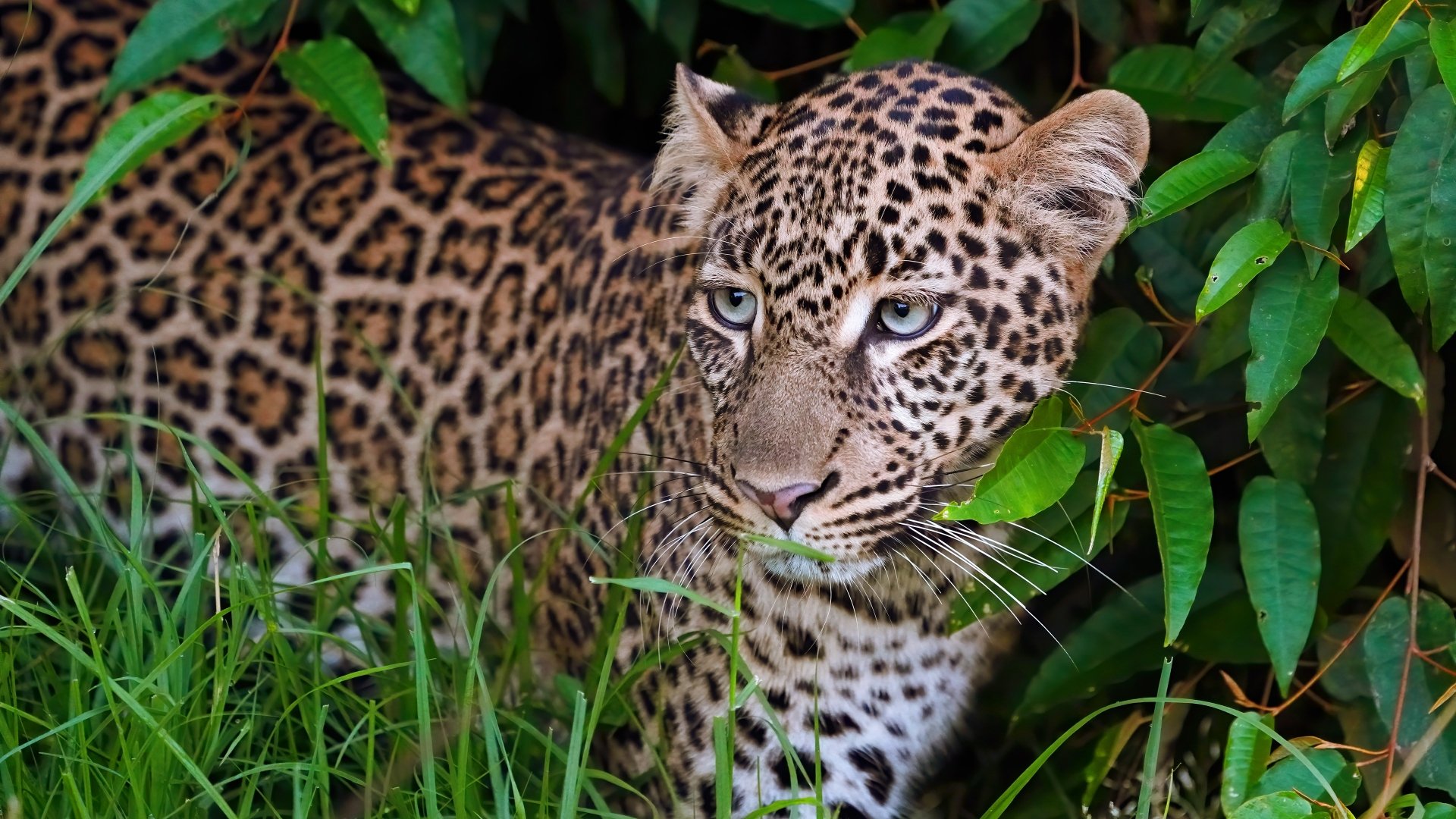 Leopard 4k Ultra HD Wallpaper | Background Image | 3840x2160