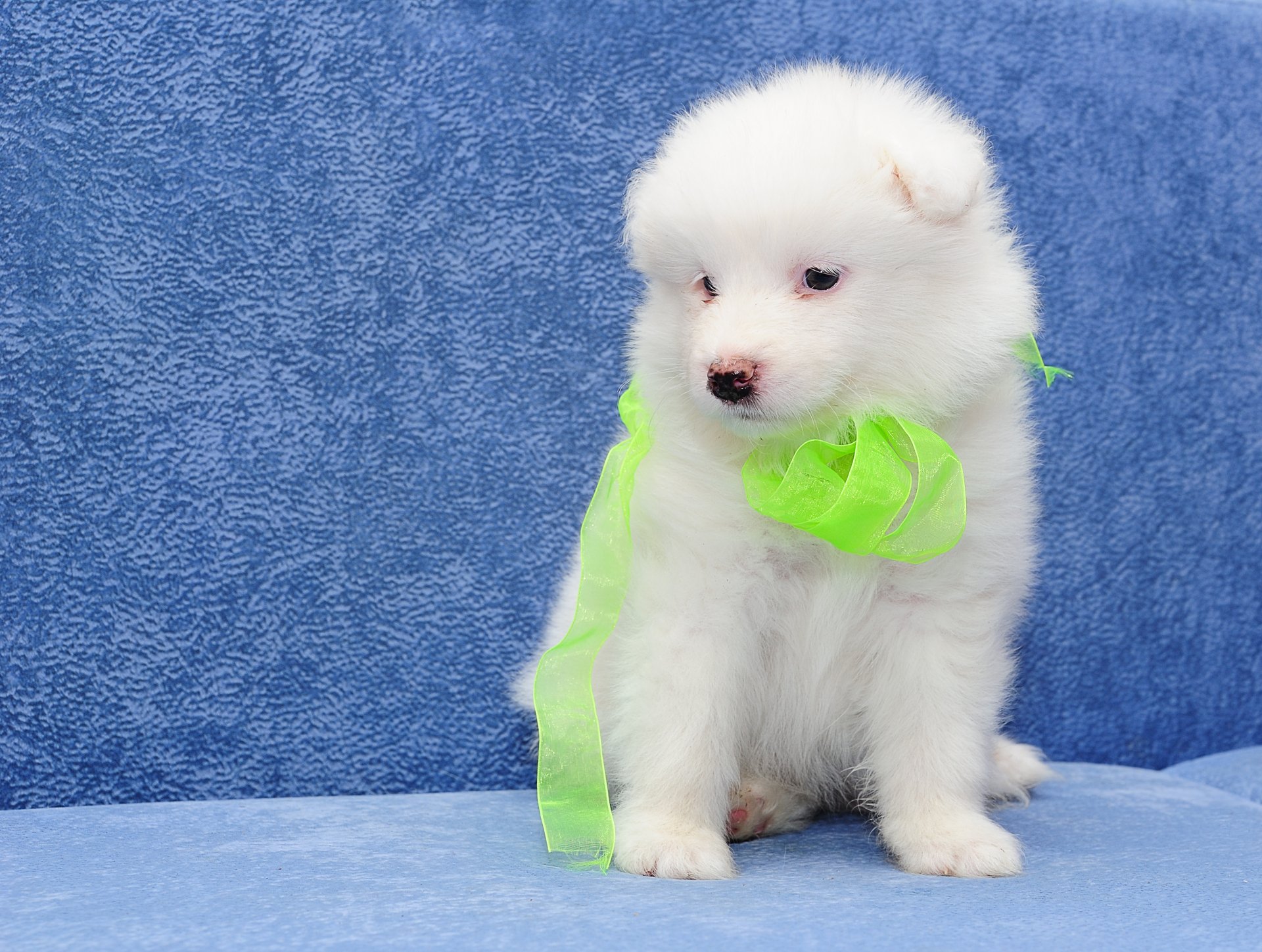 Download Puppy Dog Animal Samoyed HD Wallpaper | 3409x2573 | Wallpaper ...
