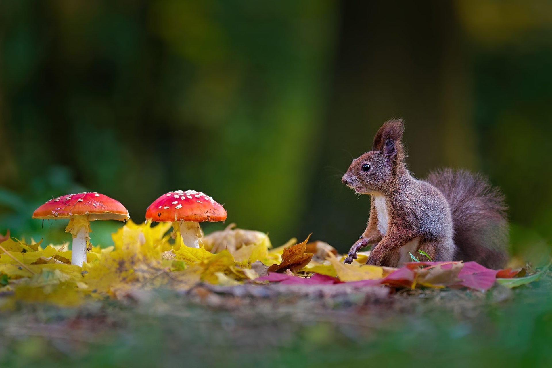 Download Rodent Animal Squirrel HD Wallpaper