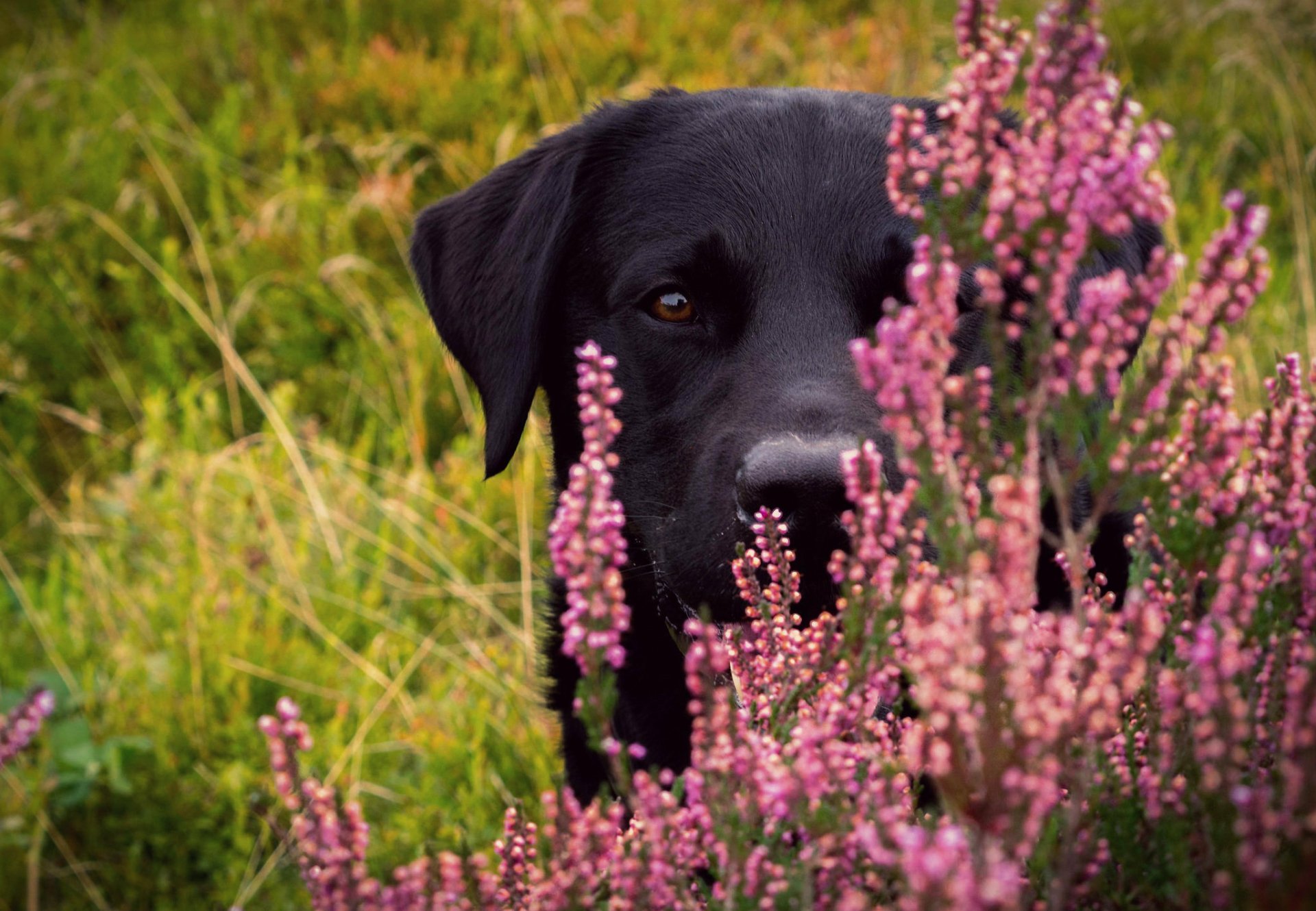 Download Flower Dog Muzzle Animal Labrador Retriever HD Wallpaper
