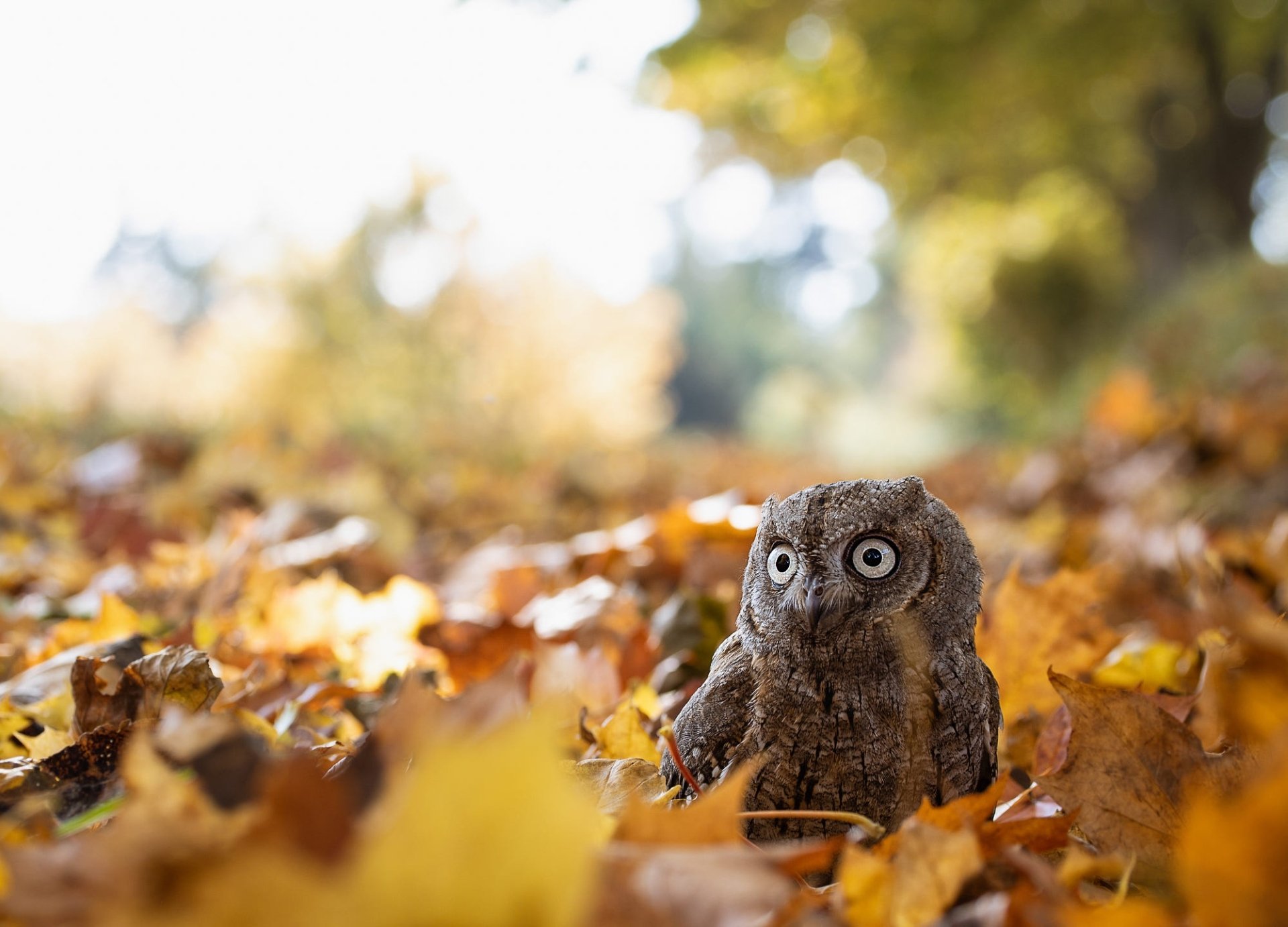 Download Bird Fall Animal Owl HD Wallpaper