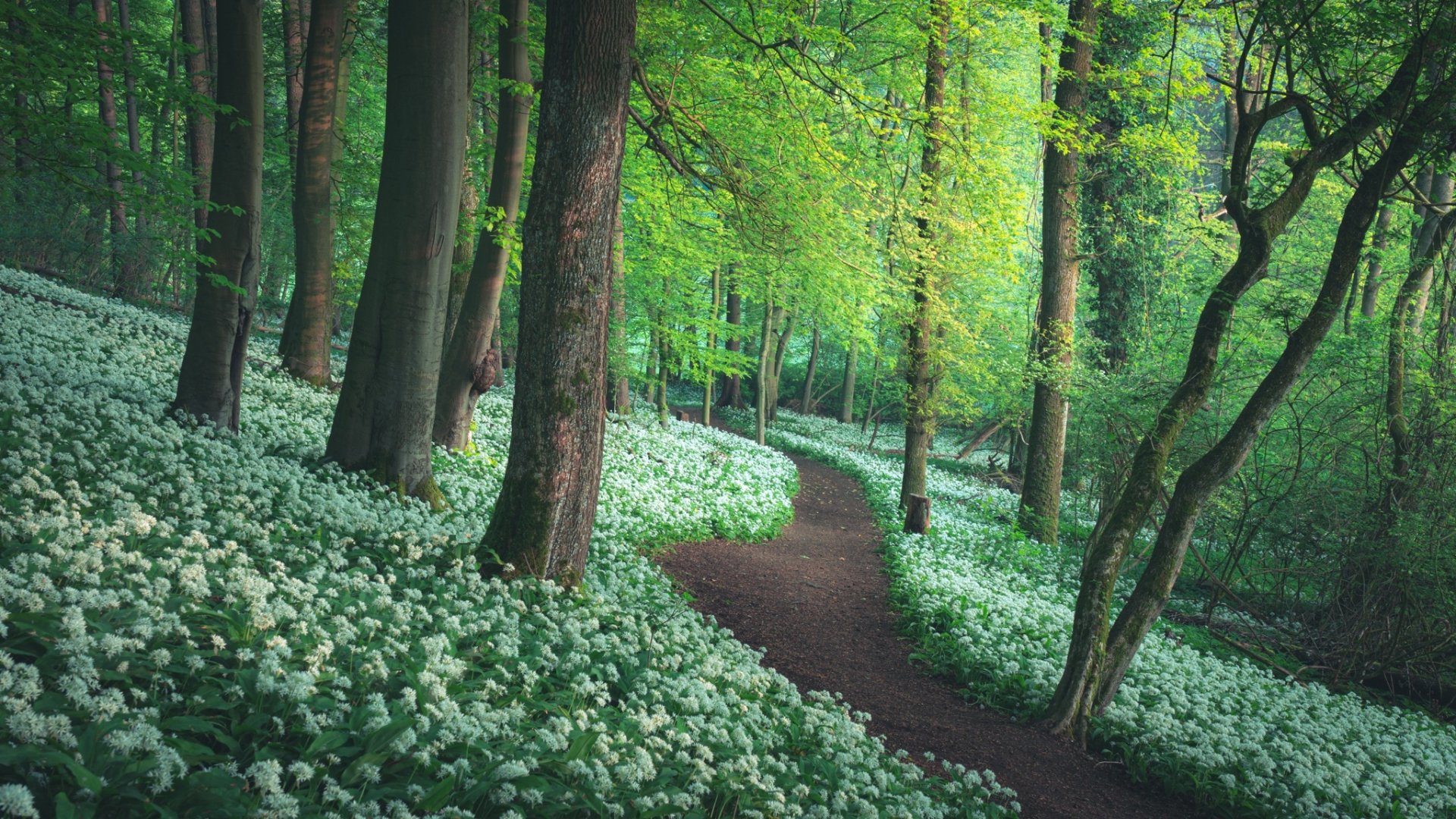 Download Greenery Flower Forest Nature Path HD Wallpaper | 2048x1152 ...