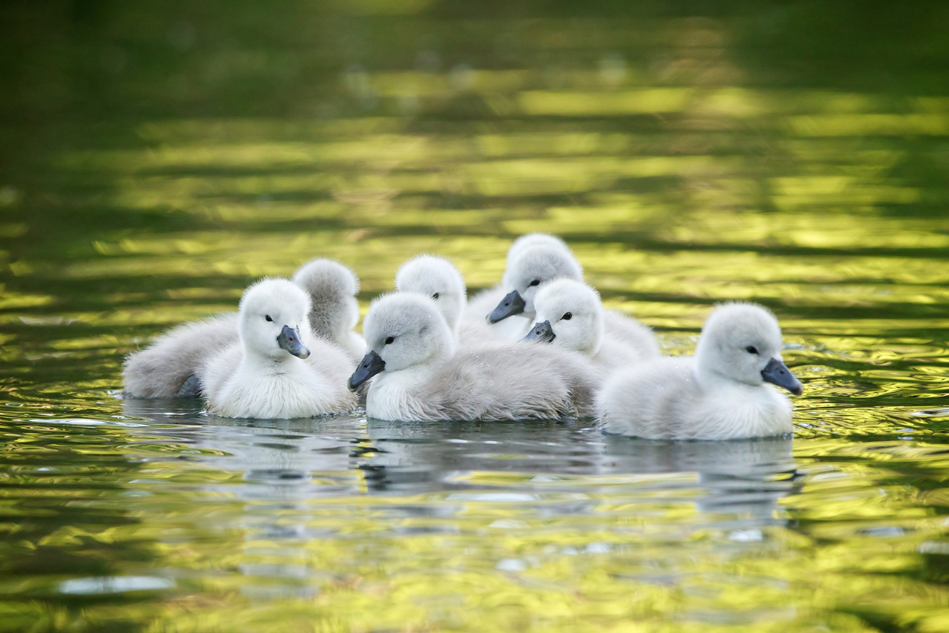 Cygnet Cluster: HD Swan Chicks on Shimmering Water | 2048x1366 ...