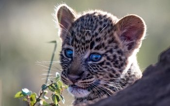 Leopard Pfp
