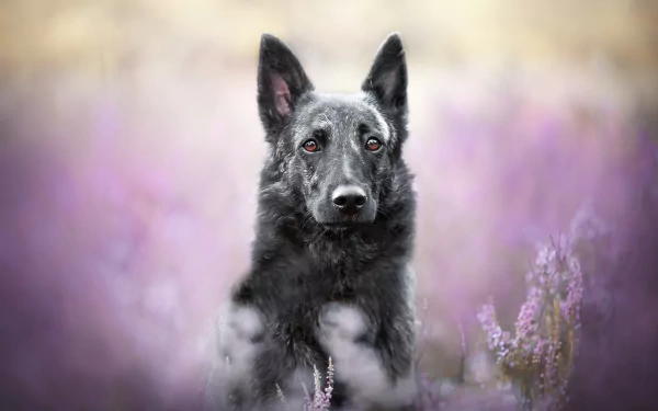 [50+] Heather Wallpapers