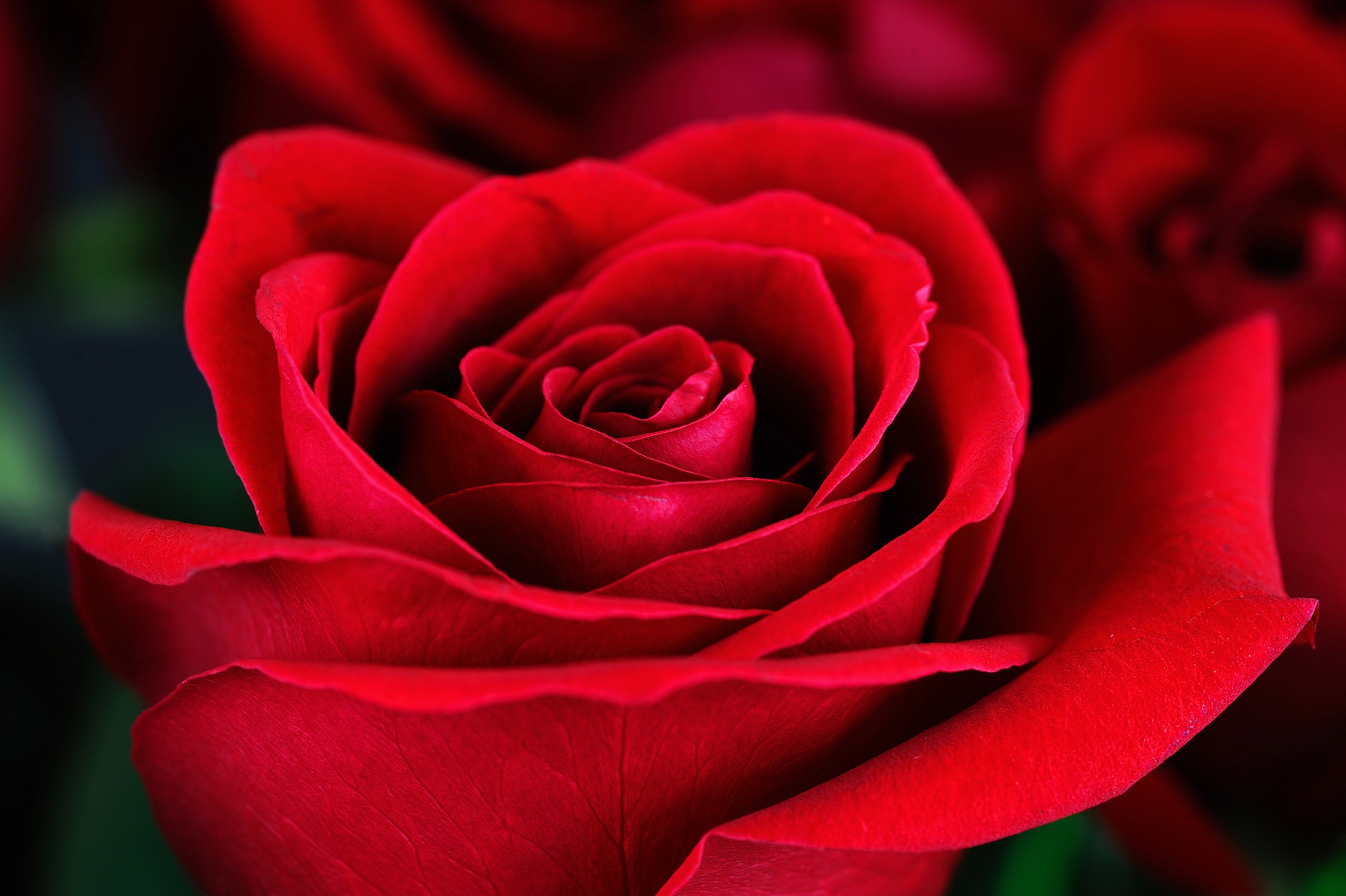 Download Red Flower Red Rose Macro Nature Rose HD Wallpaper