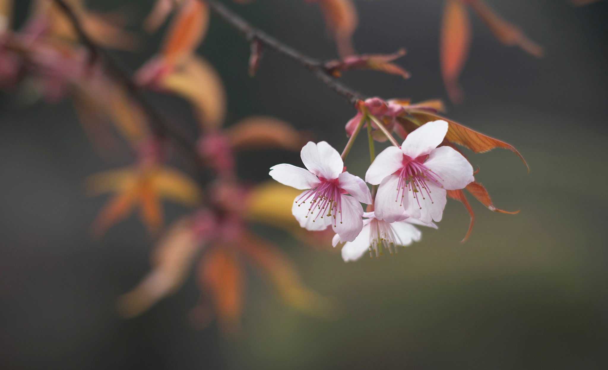 Download Spring Branch Nature Blossom HD Wallpaper