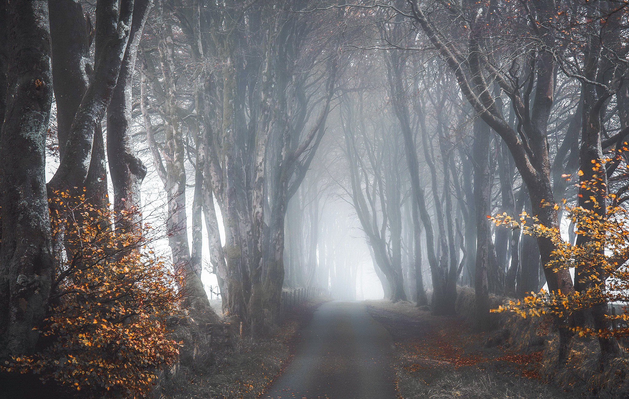 Download Road Forest Nature Fog HD Wallpaper