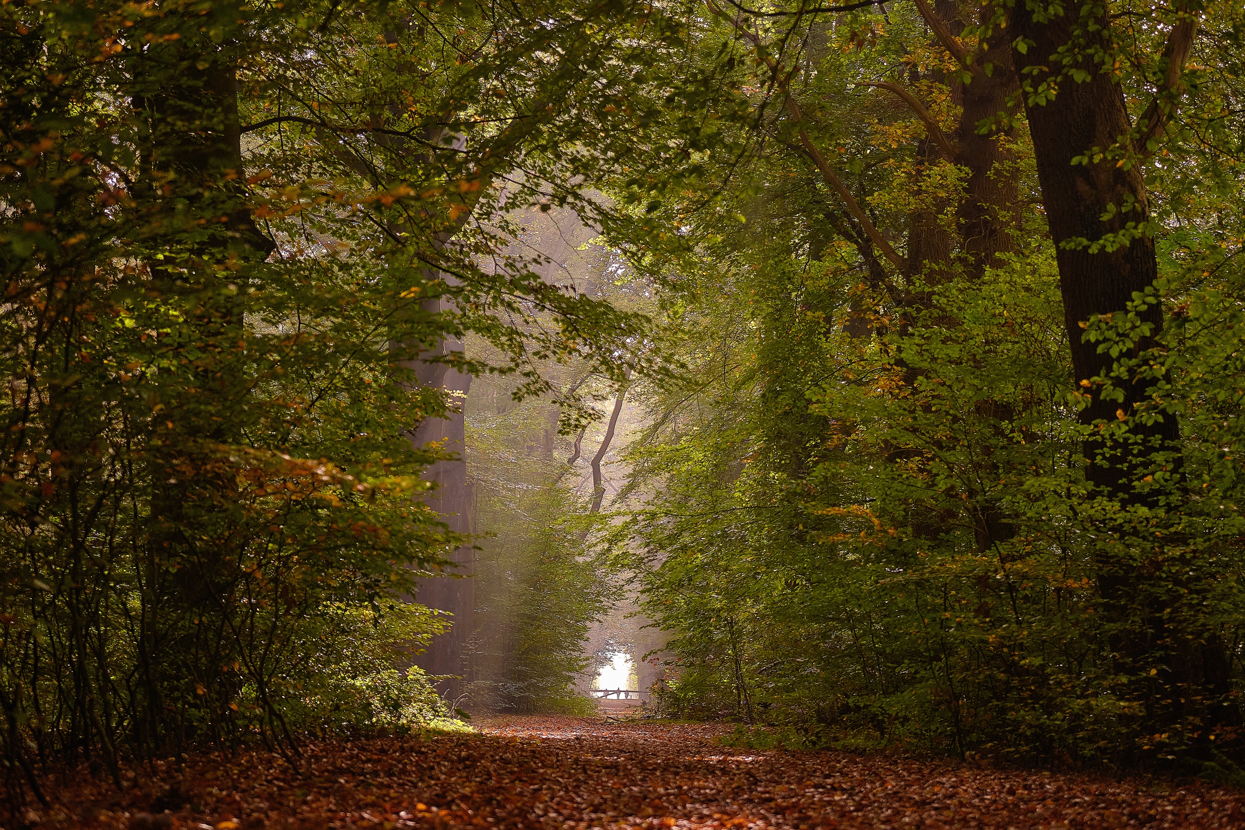 Download Netherlands Forest Nature Fall HD Wallpaper