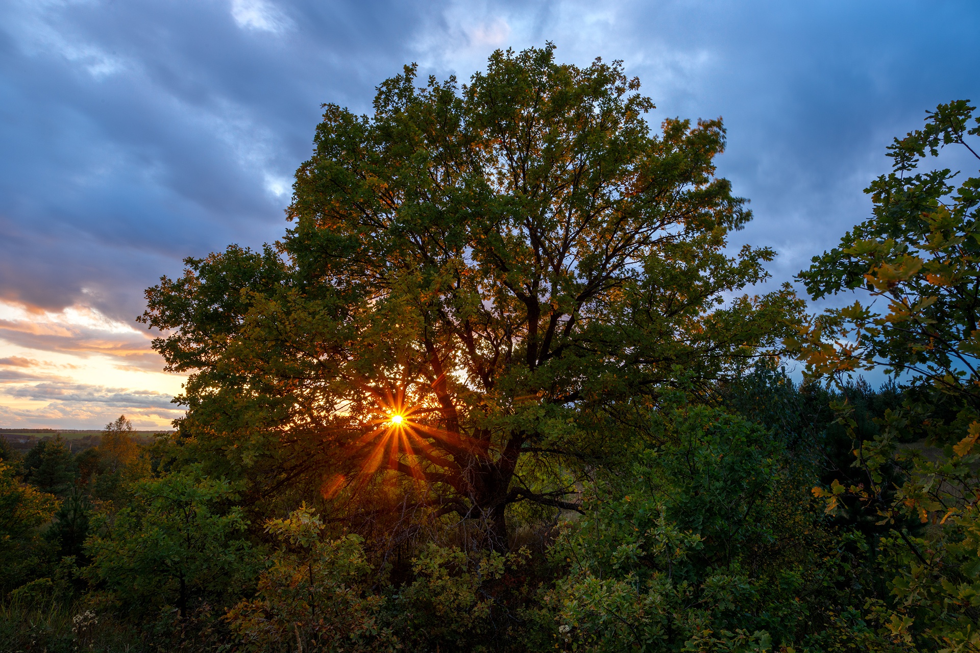 Download Vegetation Nature Sunset Tree Fall Sunbeam HD Wallpaper