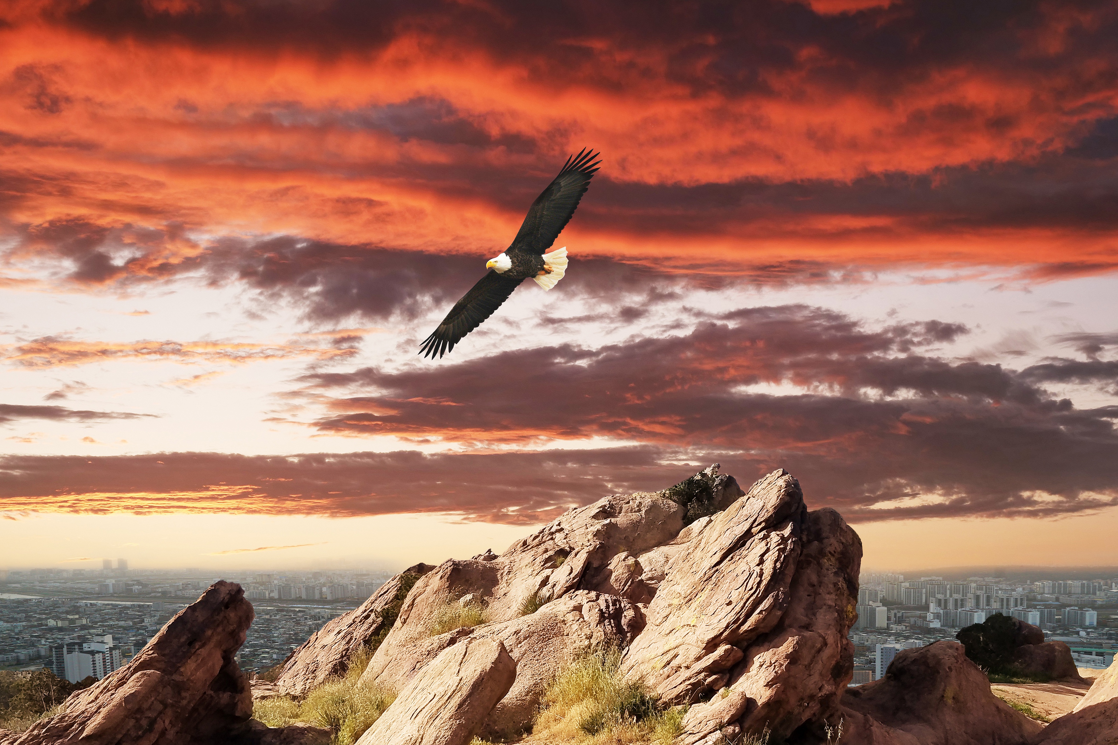 Download Bird Sunset Sky Animal Bald Eagle 4k Ultra HD Wallpaper