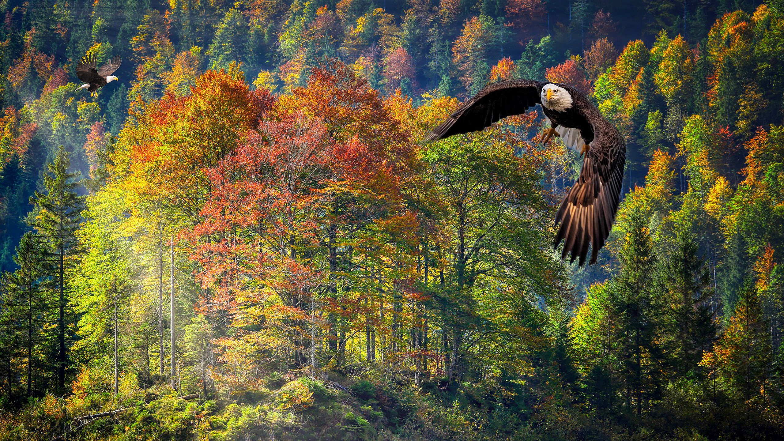 Download Bird Flight Forest Fall Animal Bald Eagle HD Wallpaper