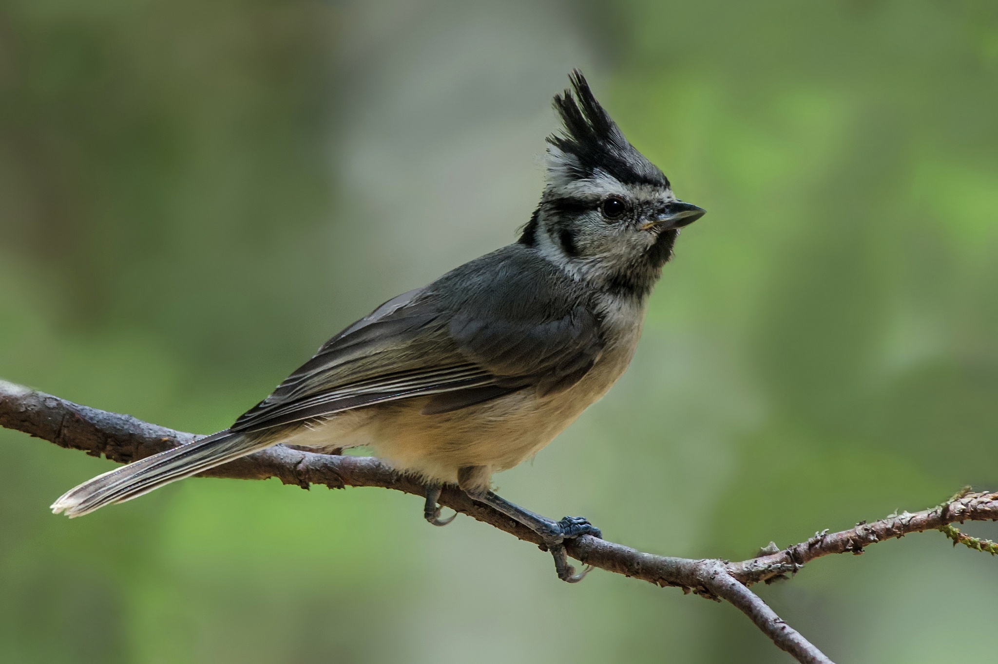 Download Bird Bridled Titmouse Animal Titmouse HD Wallpaper