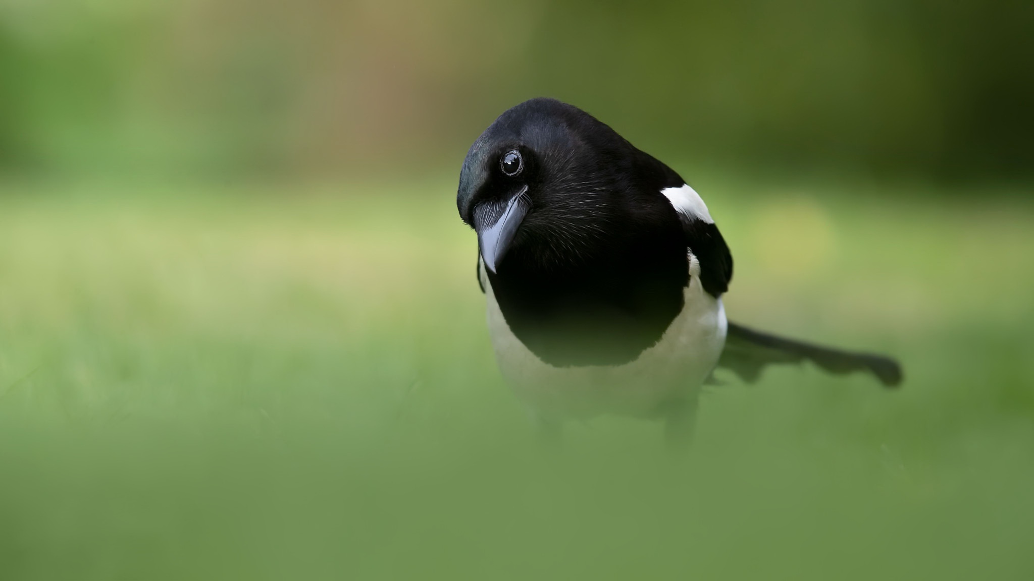Download Blur Bird Animal Magpie HD Wallpaper