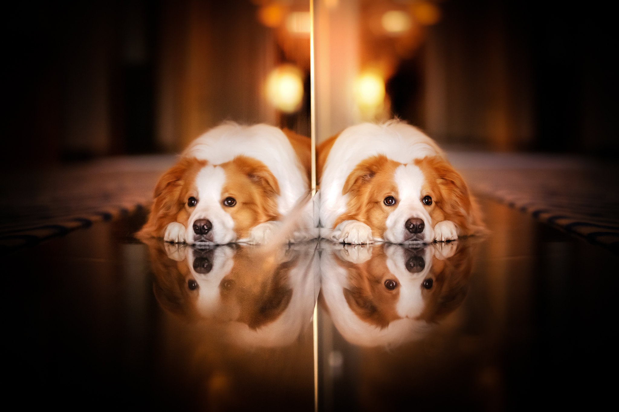 Download Reflection Animal Dog HD Wallpaper