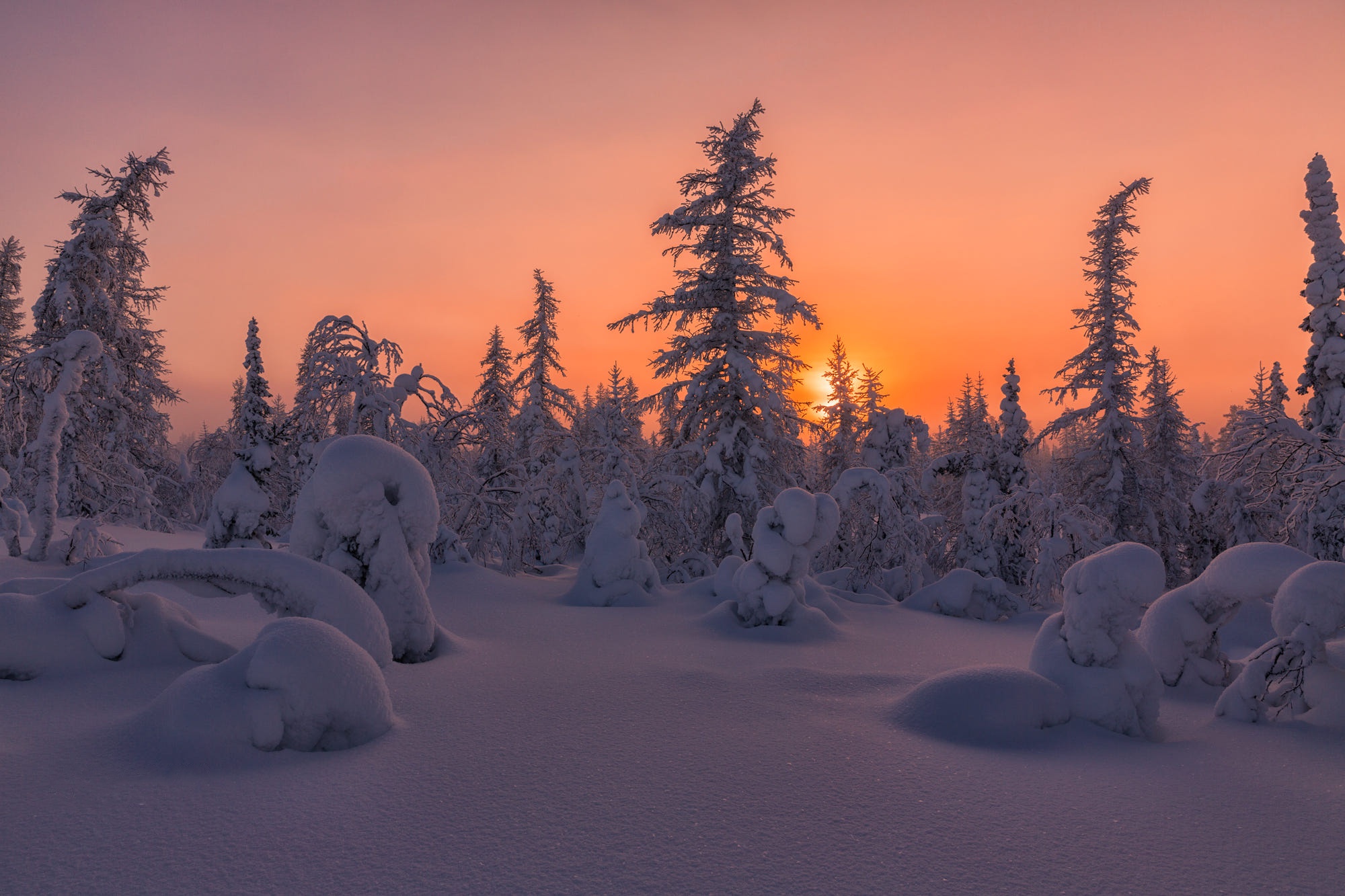 Winter Fir Forest at Sunset – Stunning HD Snowy Nature Wallpaper