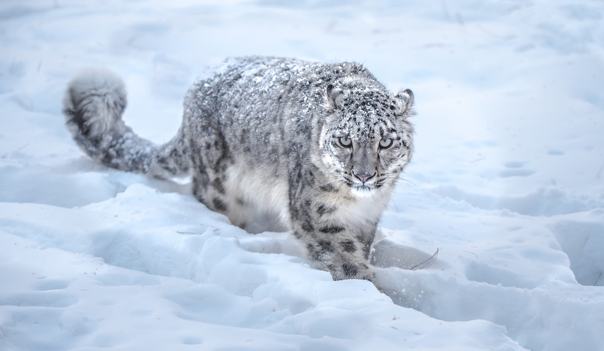 Download Snow Animal Snow Leopard HD Wallpaper