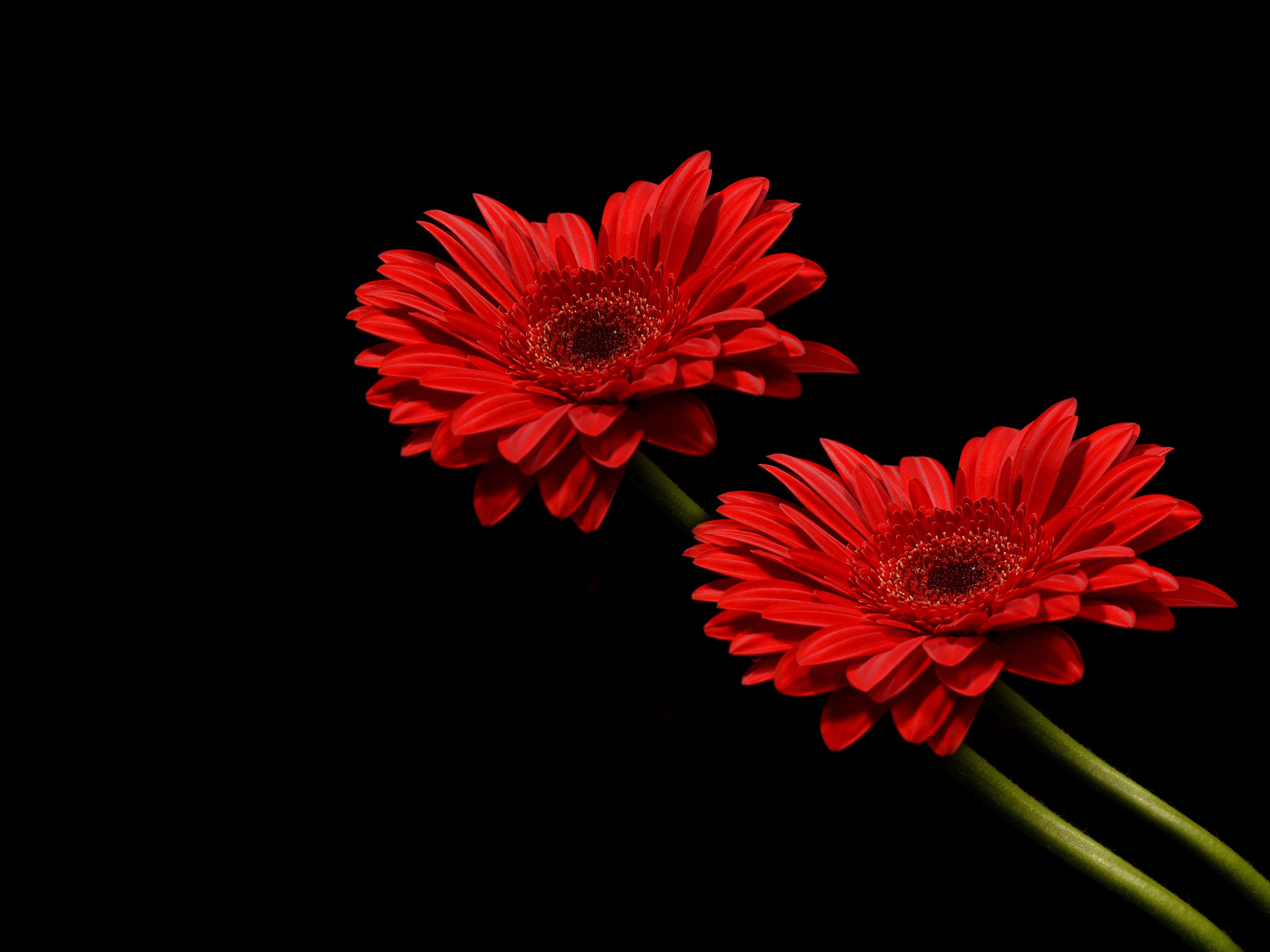 Download Nature Gerbera 4k Ultra HD Wallpaper