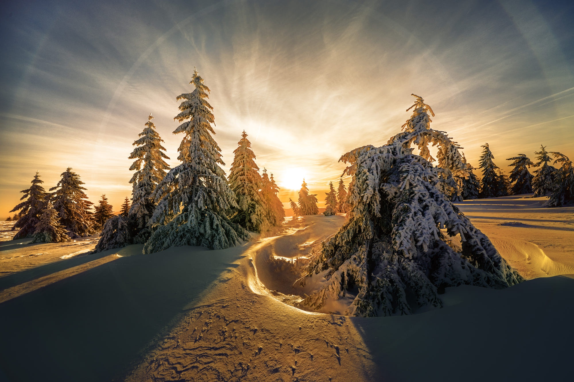 Wallpaper Tree Dawn Snow Winter Morning In The Forest With Snowcovered