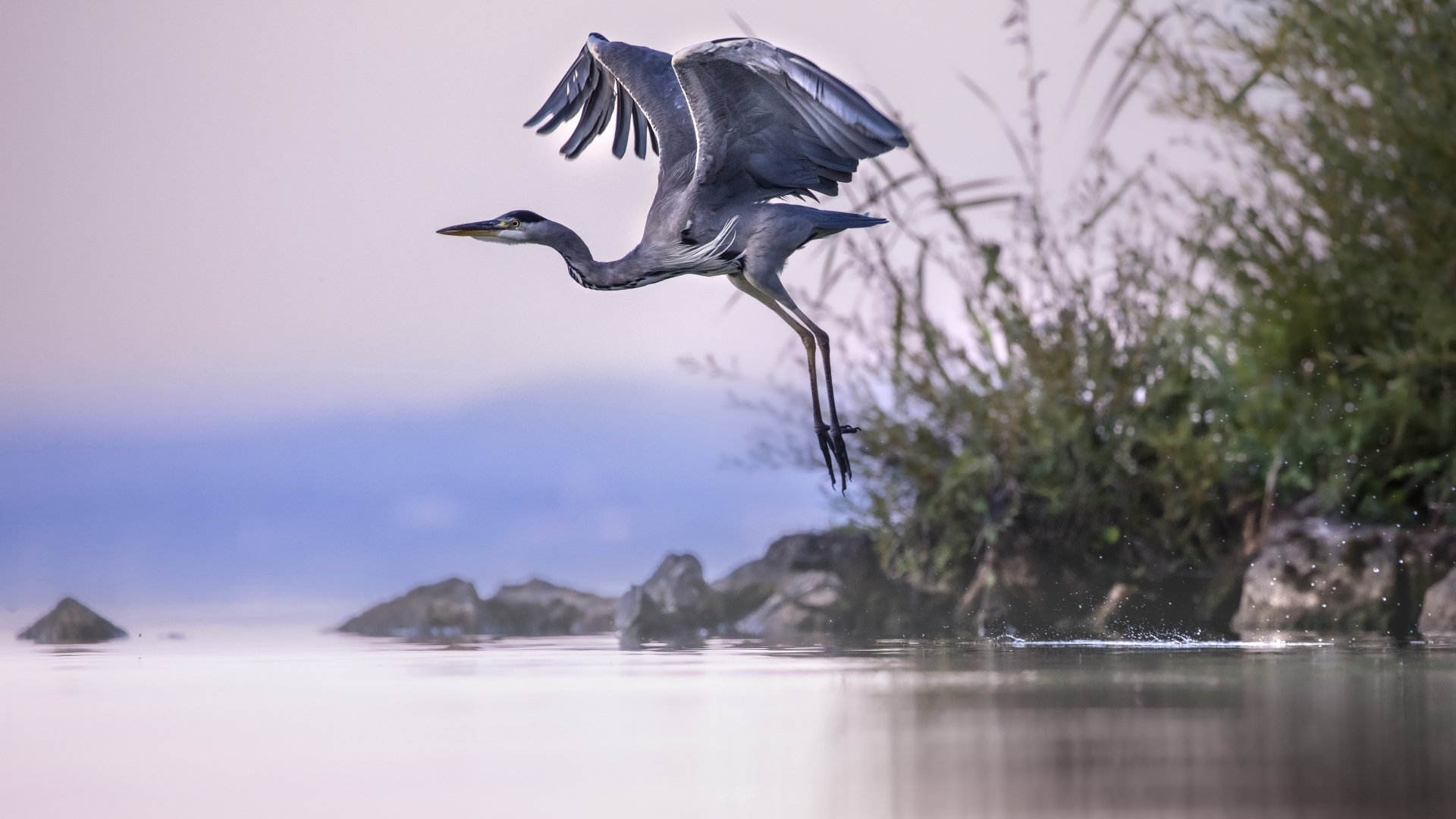 Download Bird Animal Heron 4k Ultra HD Wallpaper
