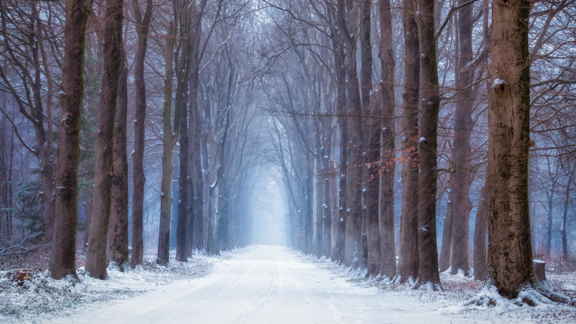 Download Forest Road Photography Winter 4k Ultra HD Wallpaper ...