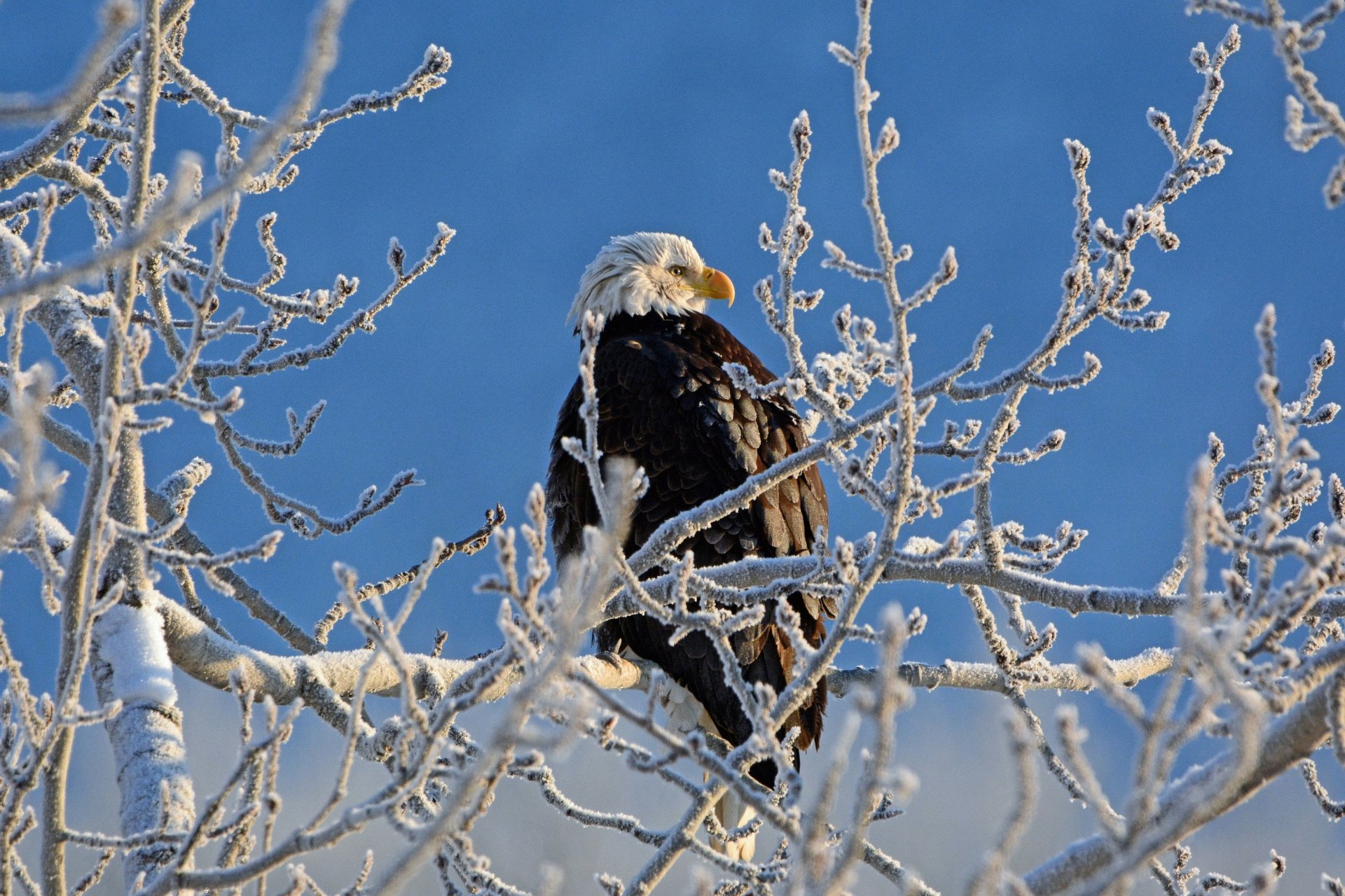 Download Bird Of Prey Frost Branch Bird Animal Bald Eagle HD Wallpaper