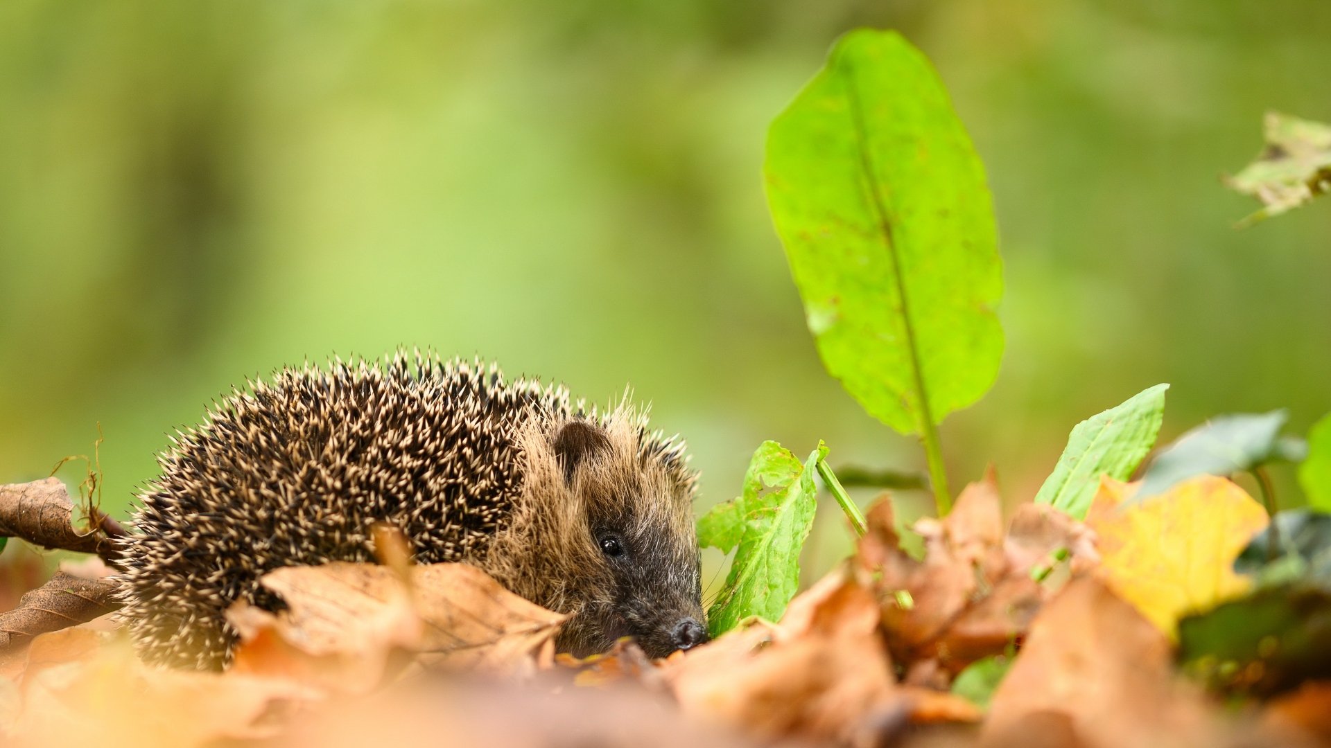 Hedgehog 4k Ultra HD Wallpaper