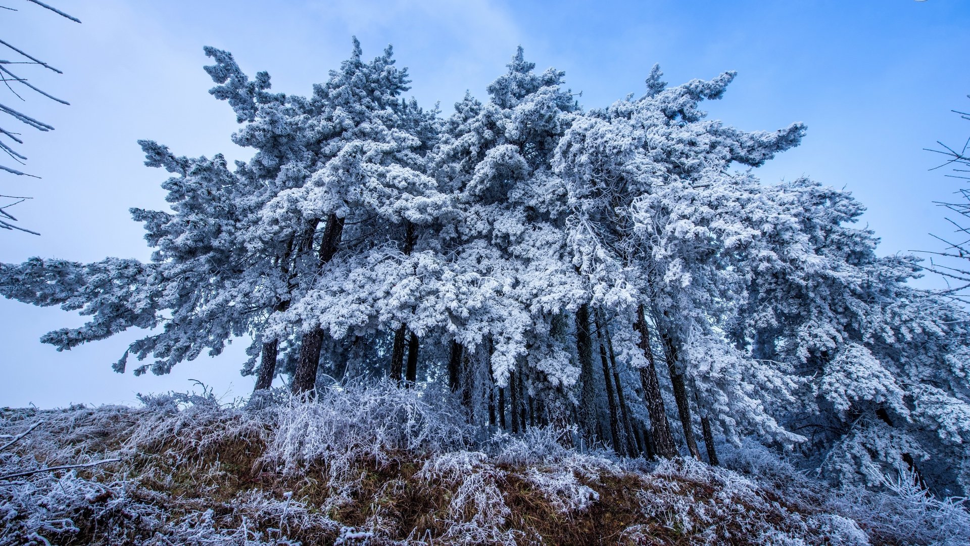 Download Frost Forest Tree Nature Winter 4k Ultra HD Wallpaper ...
