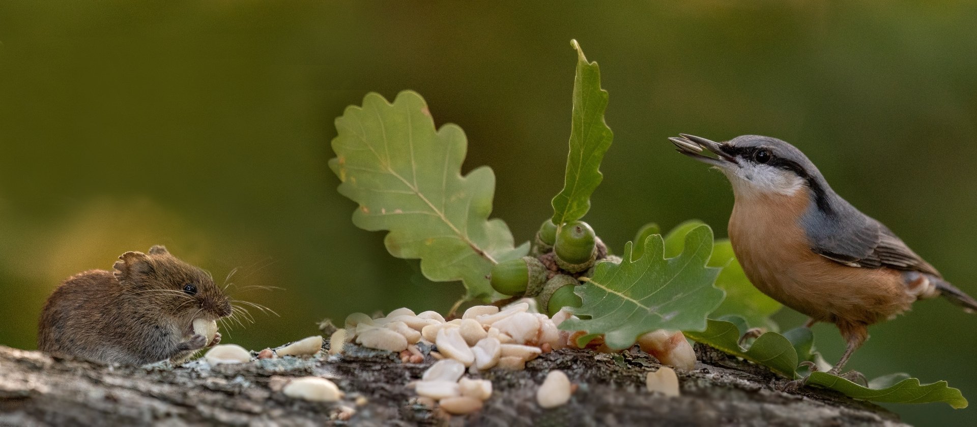 Download Acorn Rodent Nut Mouse Animal Nuthatch HD Wallpaper