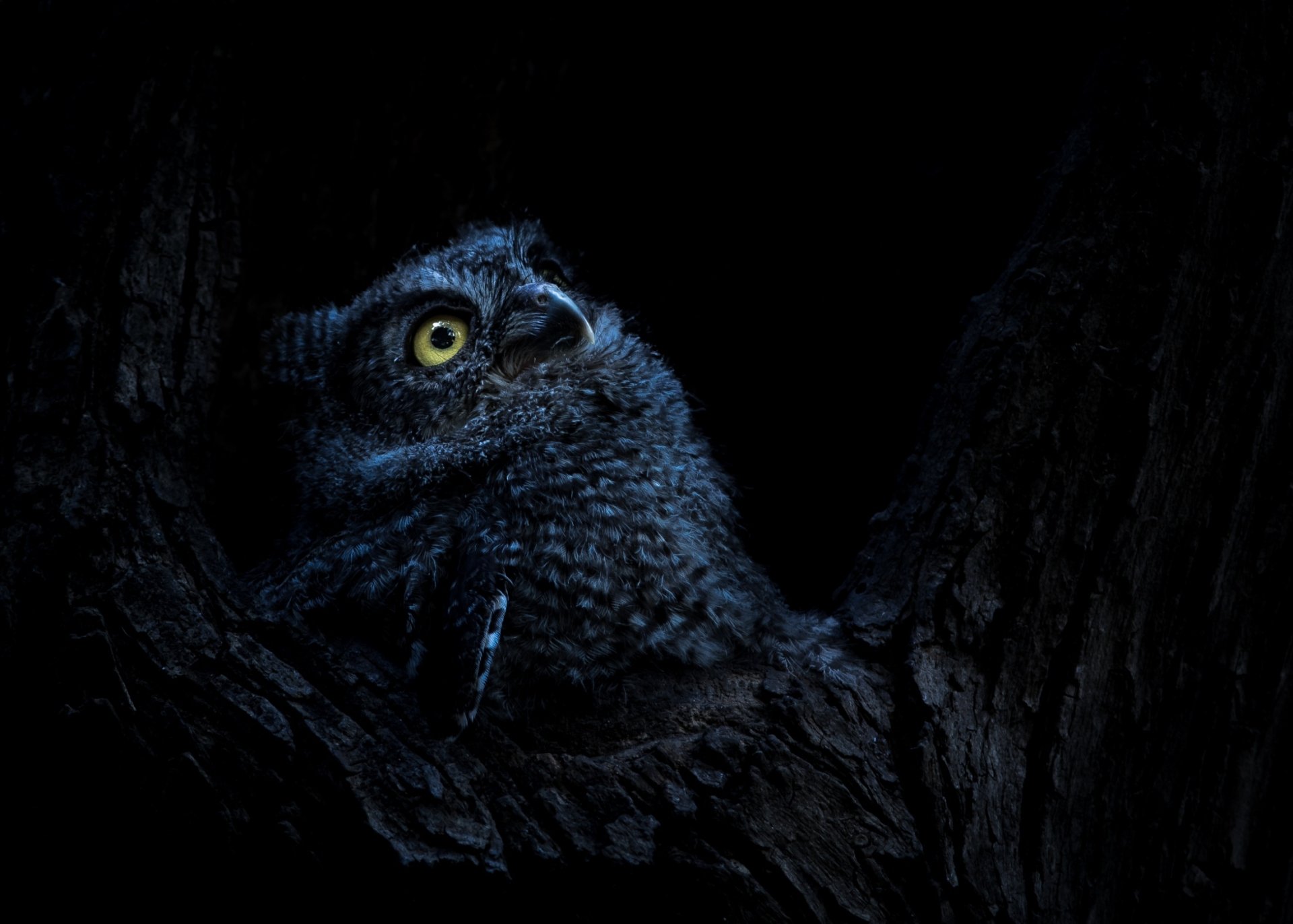 Owl HD Wallpaper