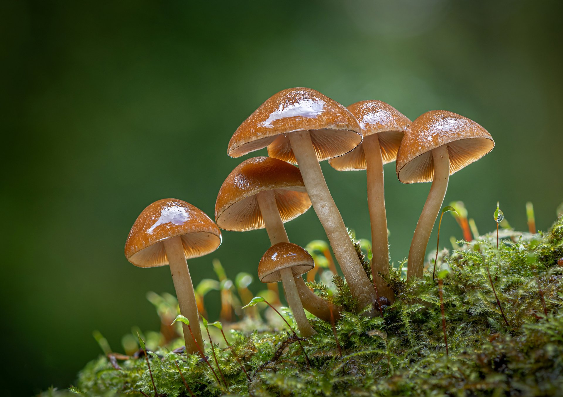 4K Ultra HD Wallpaper — Mossy Forest Mushrooms