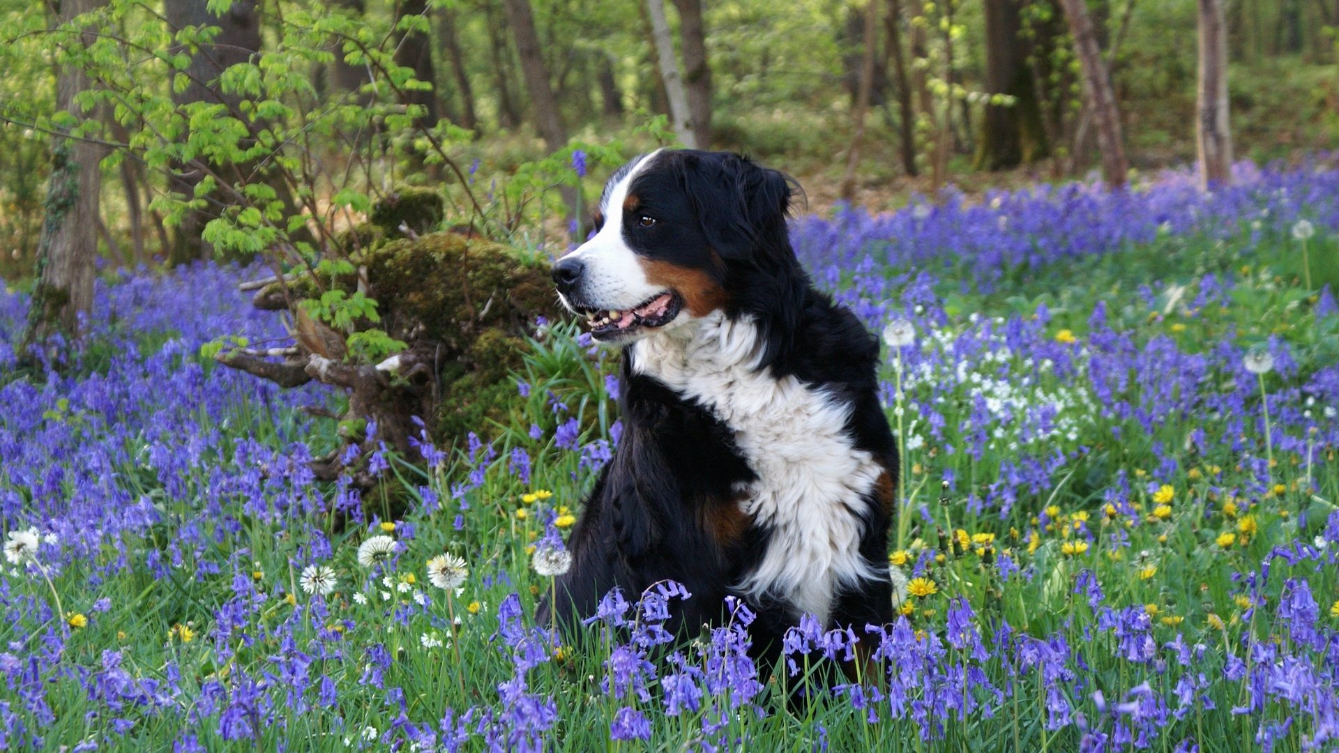 Download Dog Flower Animal Bernese Mountain Dog HD Wallpaper ...
