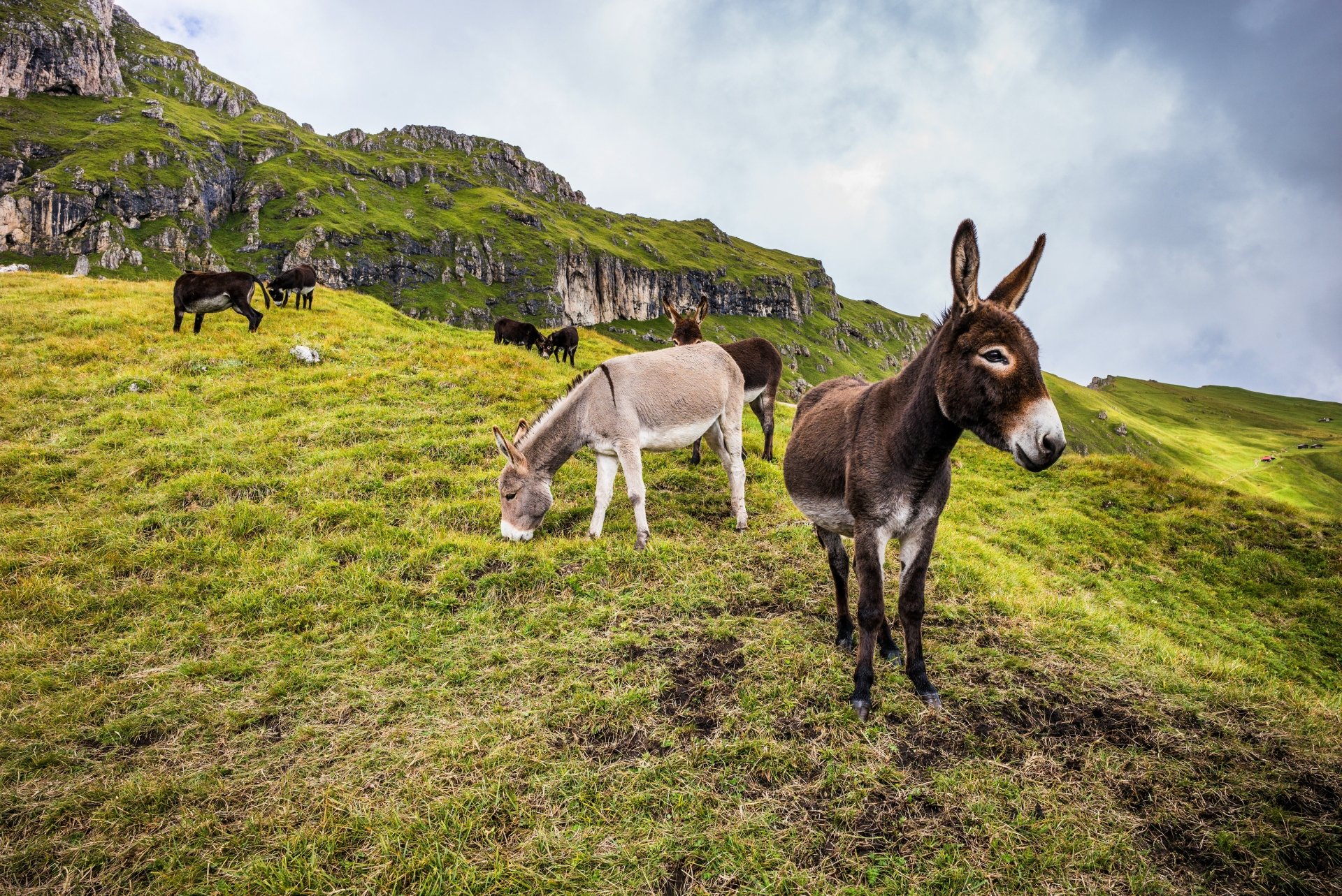 Highland Donkeys — 5K Ultra HD Animal Wallpaper