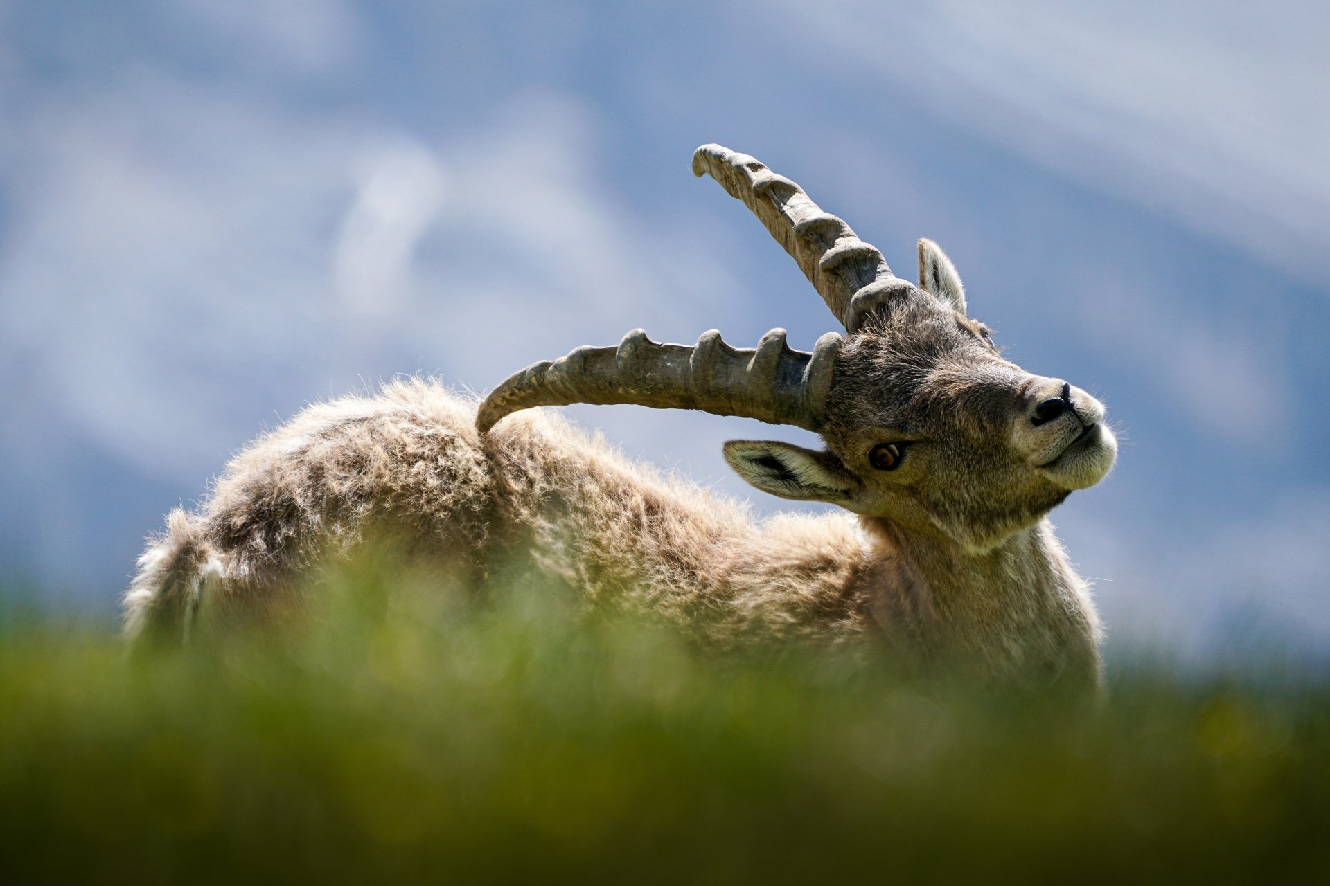 Majestic Mountain Goat in 4K Ultra HD Blur Effect Wallpaper