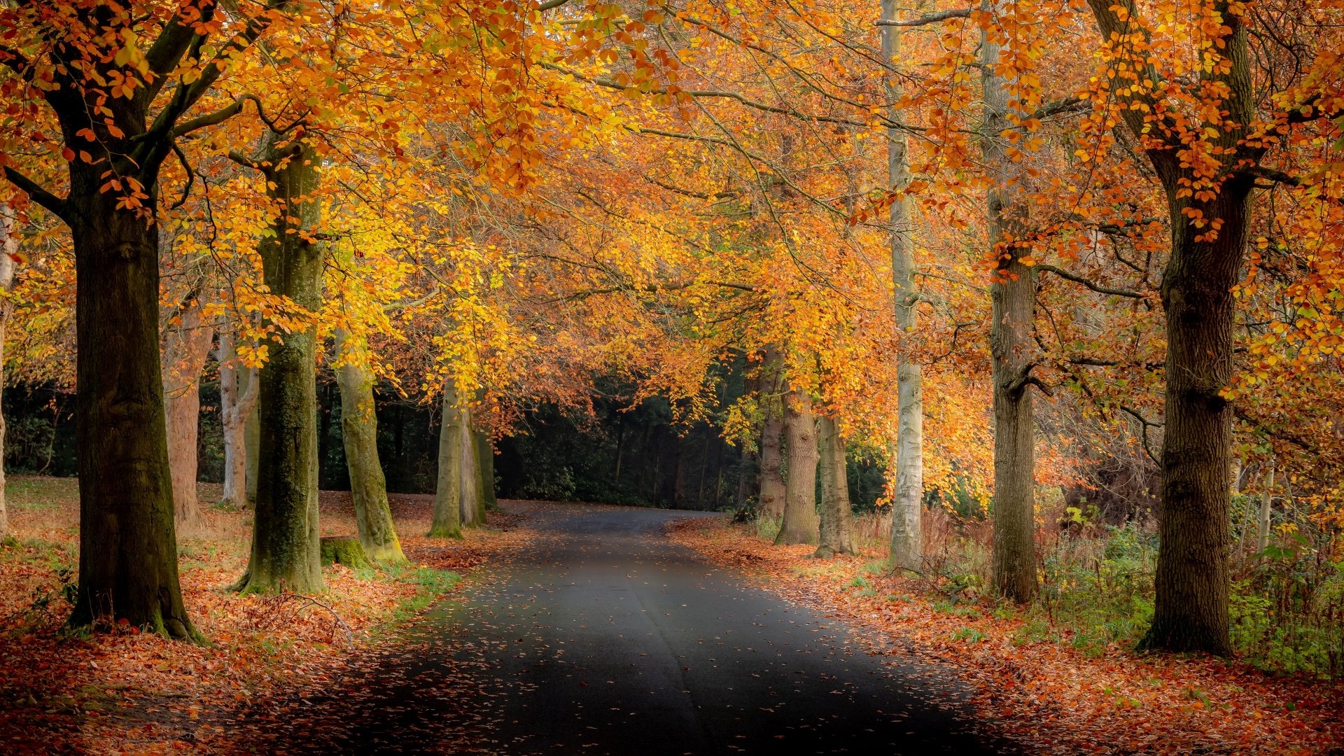 Download Nature Fall Road Man Made Path 4k Ultra HD Wallpaper